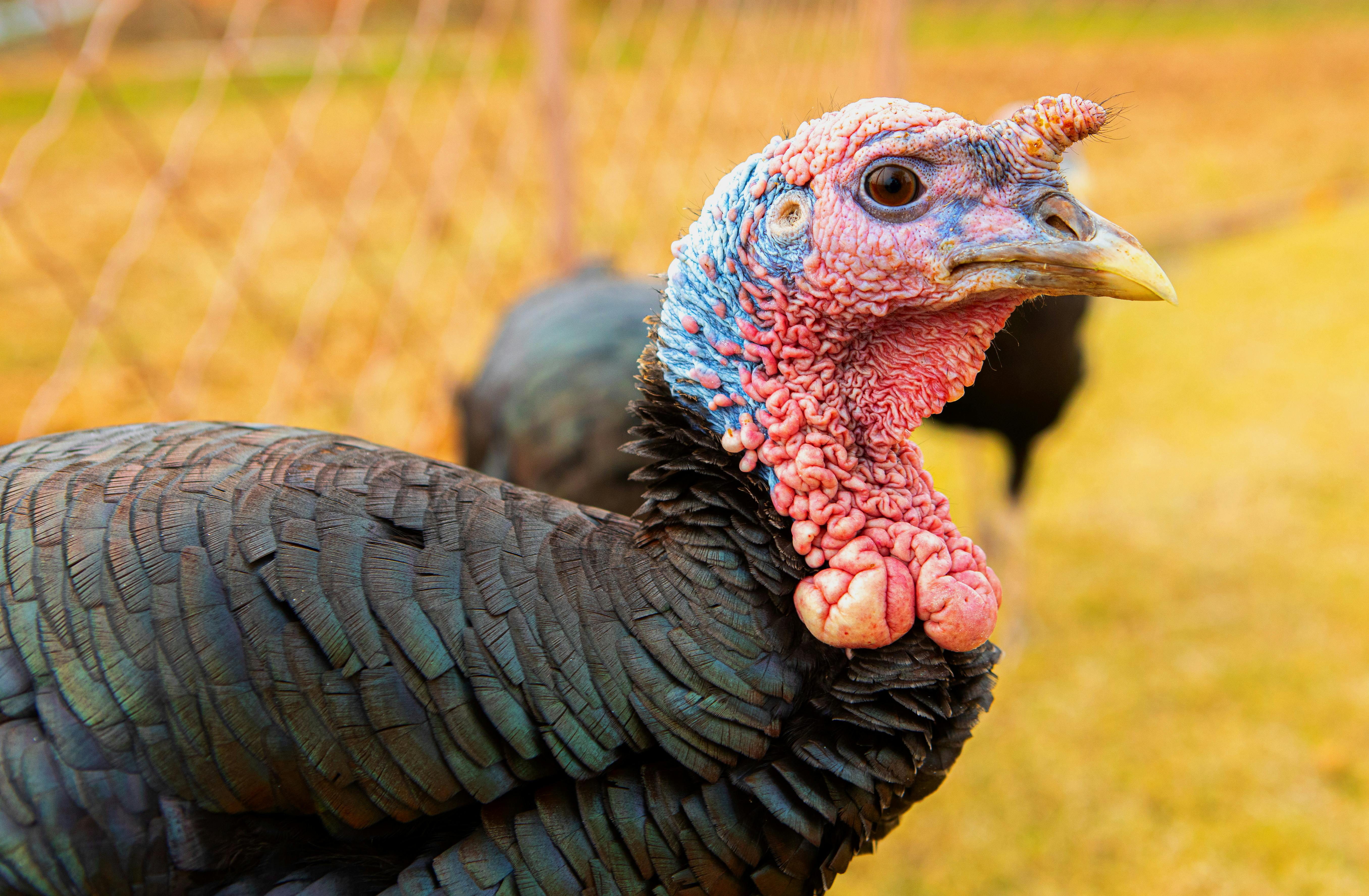 Close-Up Photo of a Turkey Head · Free Stock Photo