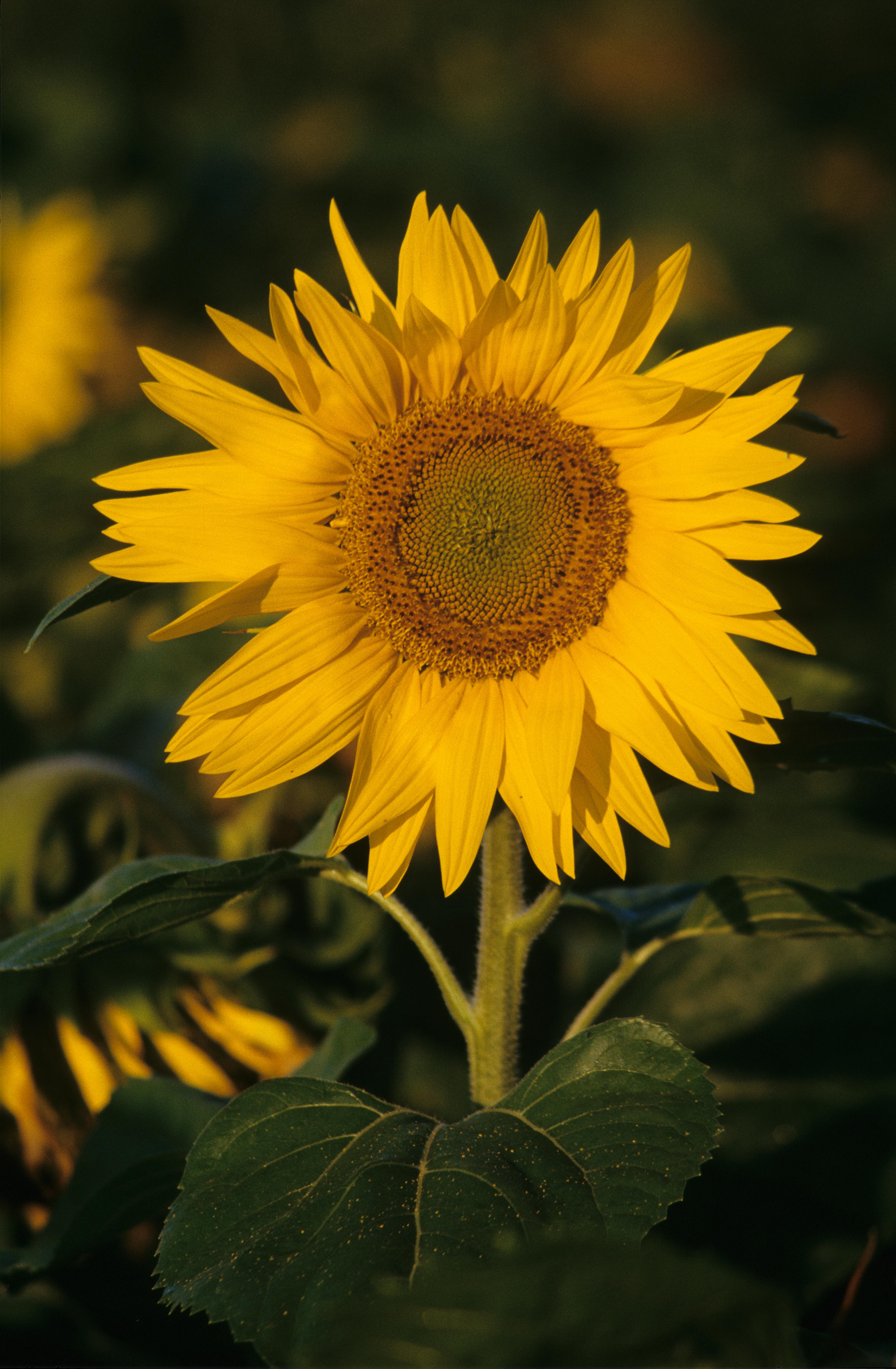 Photo of a Sunflower Near Leaves · Free Stock Photo