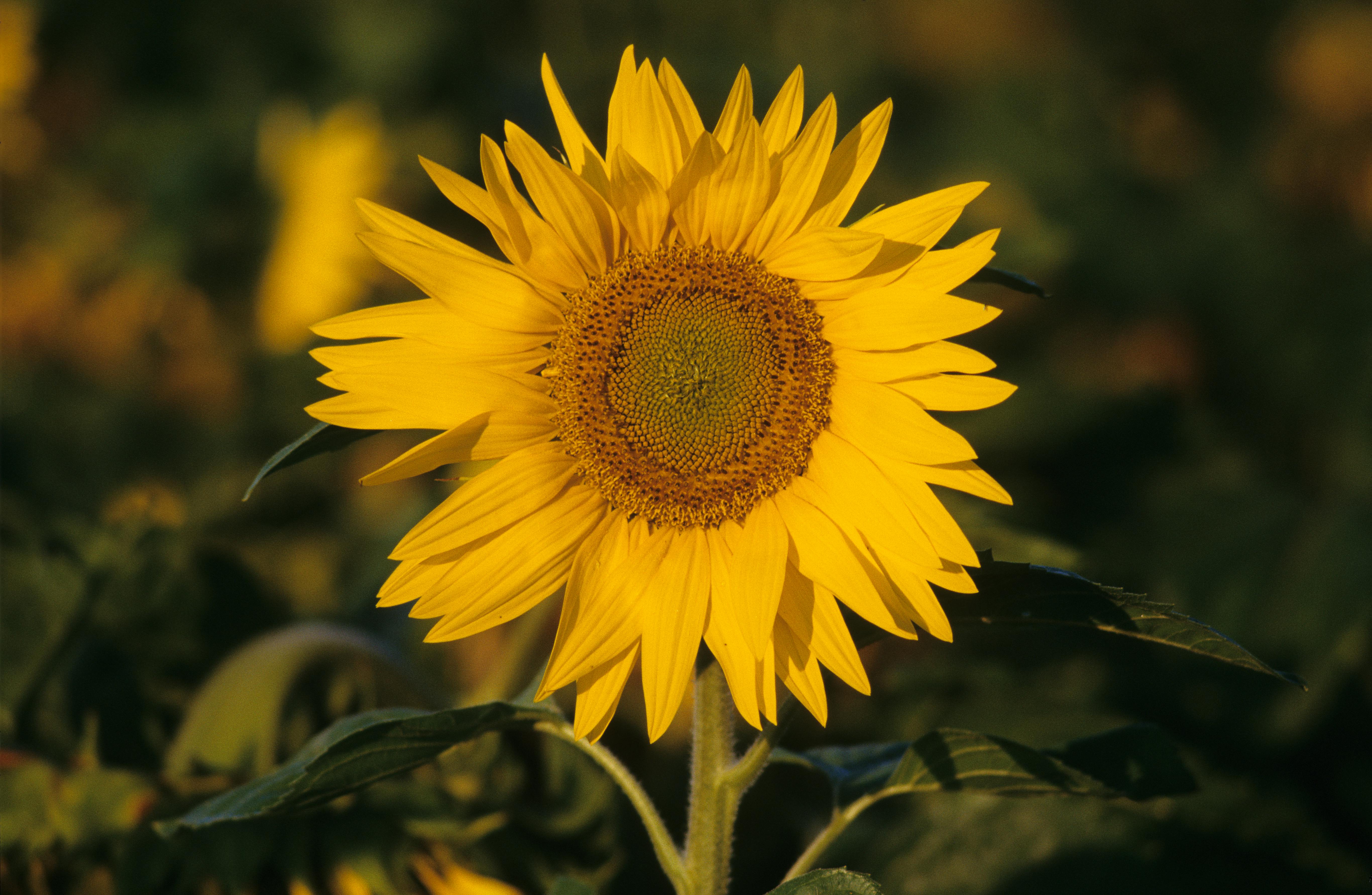 Photo of Sunflower Field · Free Stock Photo