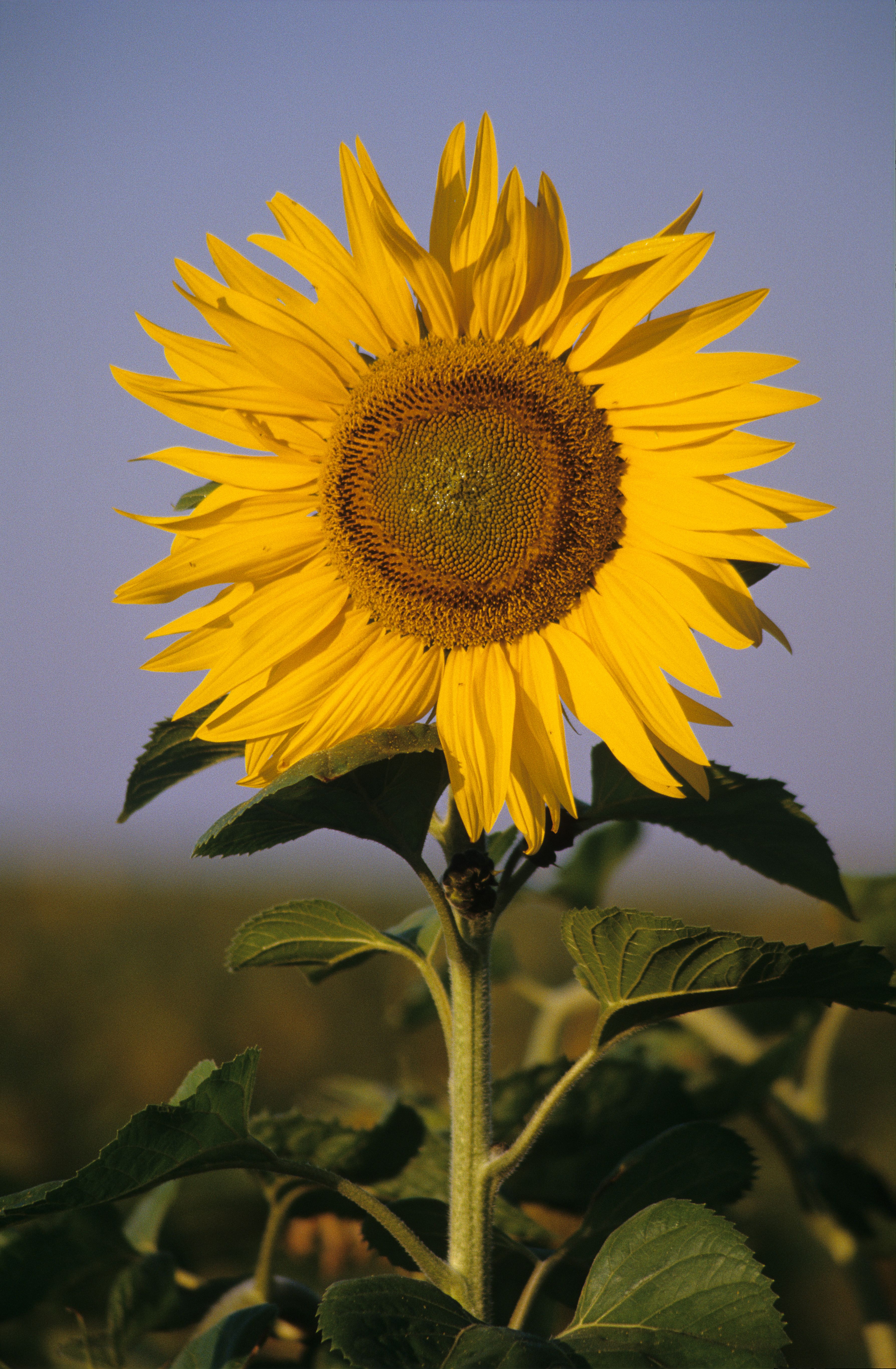 A Yellow Sunflower Near Green Leaves · Free Stock Photo