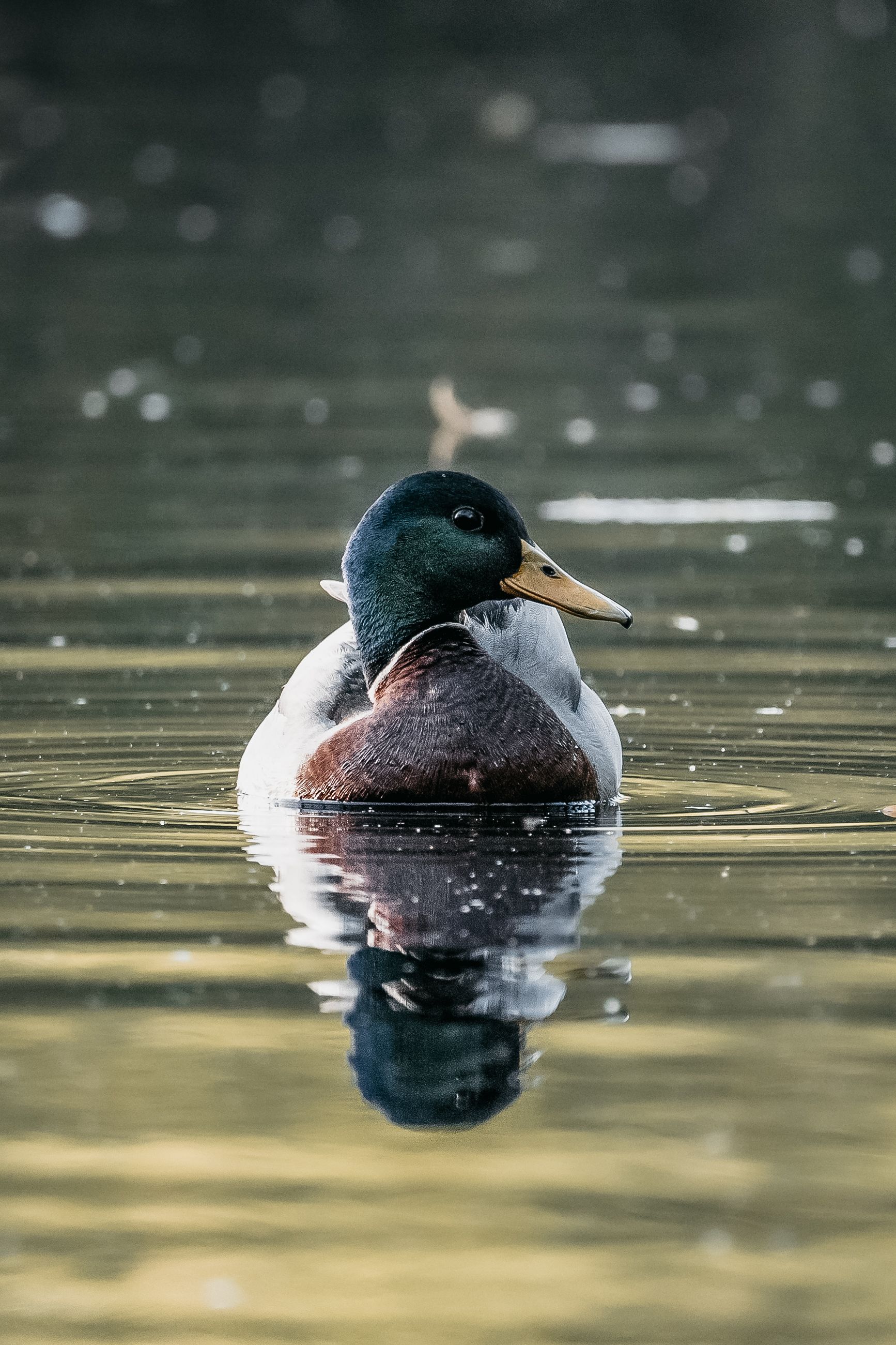 Close-Up Shot of a Duck · Free Stock Photo
