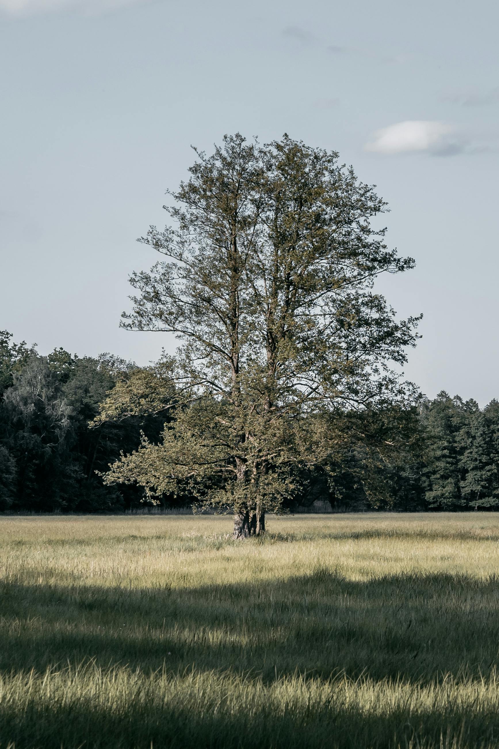 A Tree Near Green Grass · Free Stock Photo