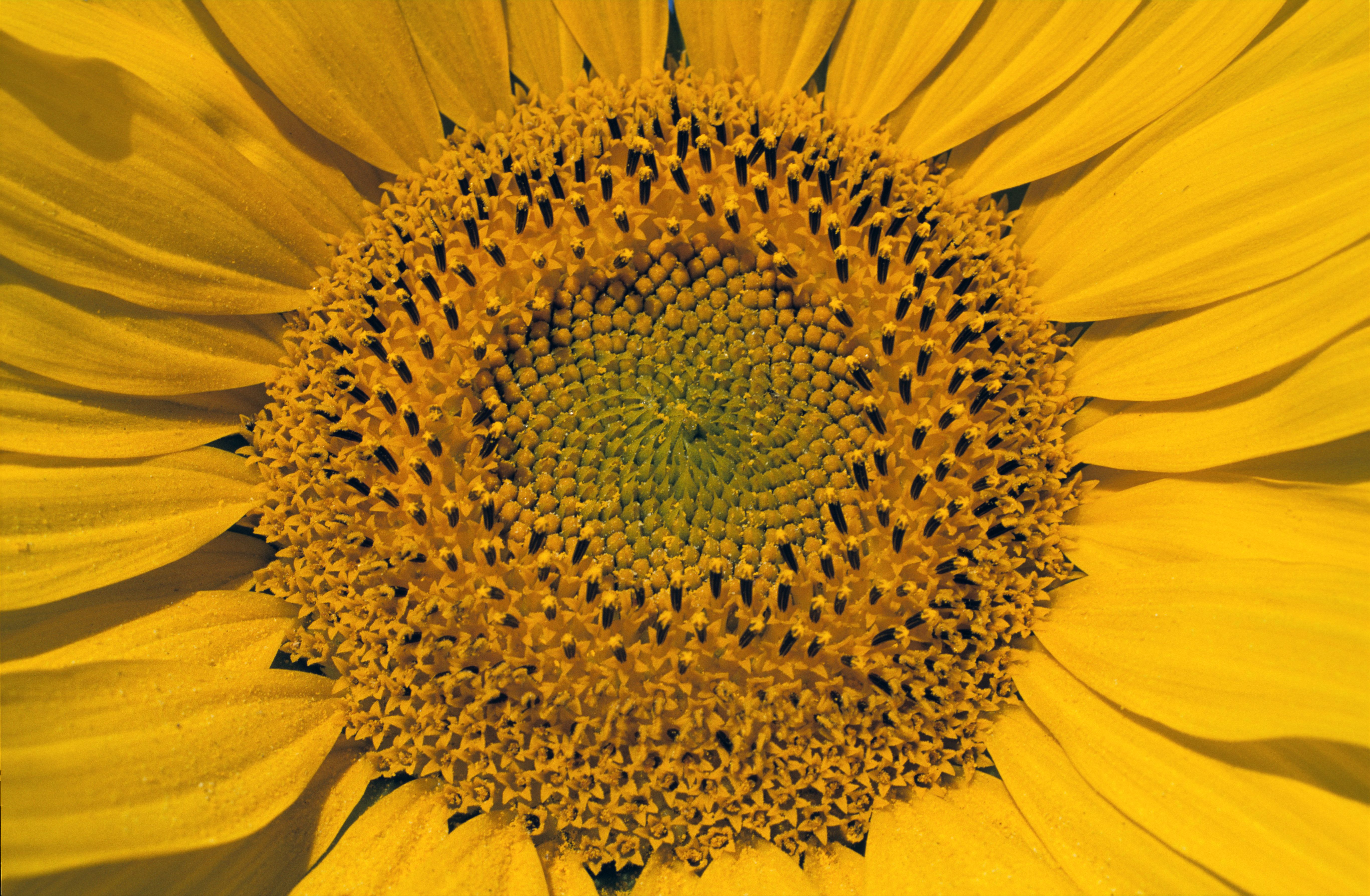 Sunflower With Seeds Photos, Download The BEST Free Sunflower With ...