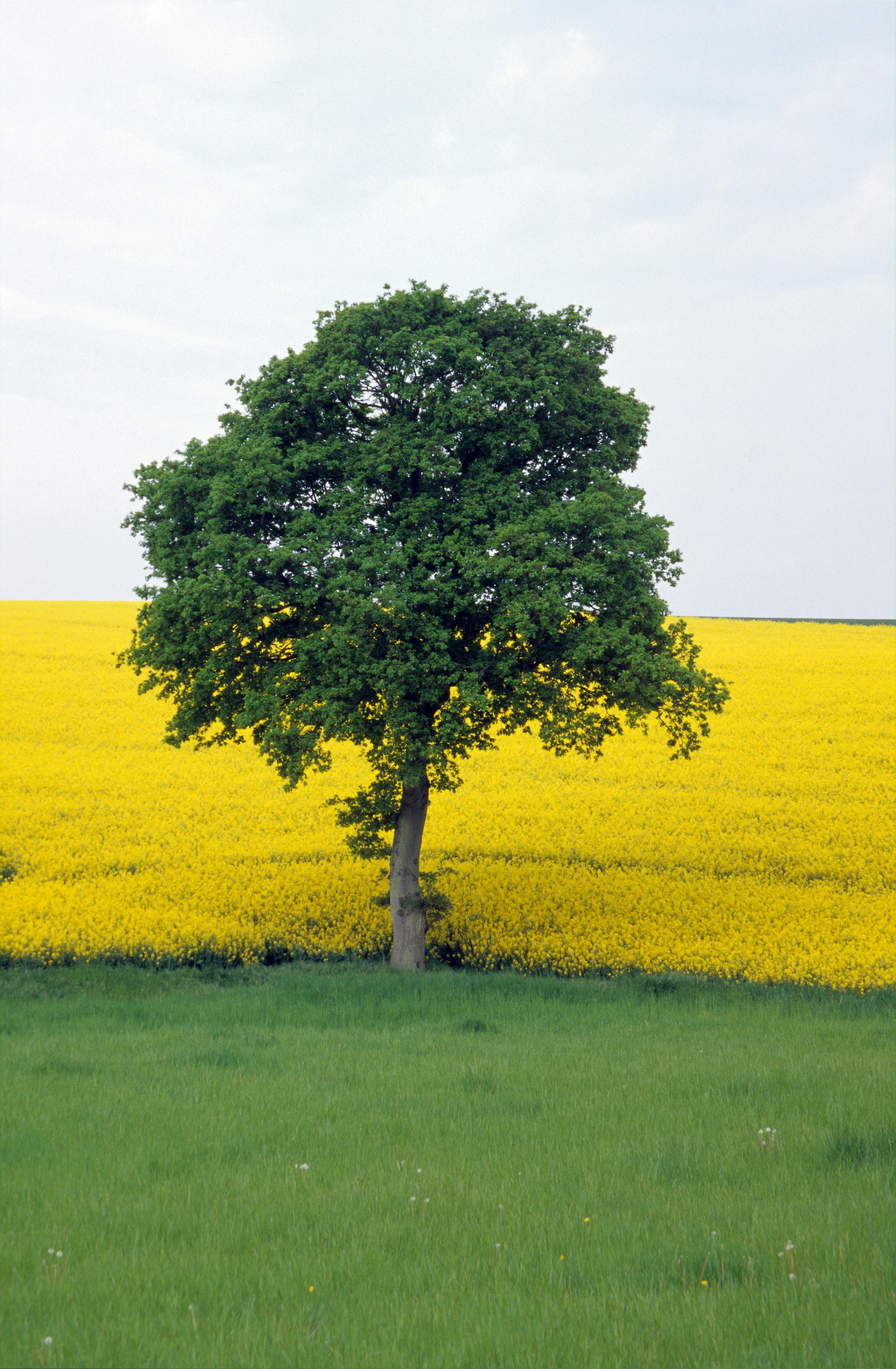 Photo of a Tree Near a Field with Yellow Flowers · Free Stock Photo
