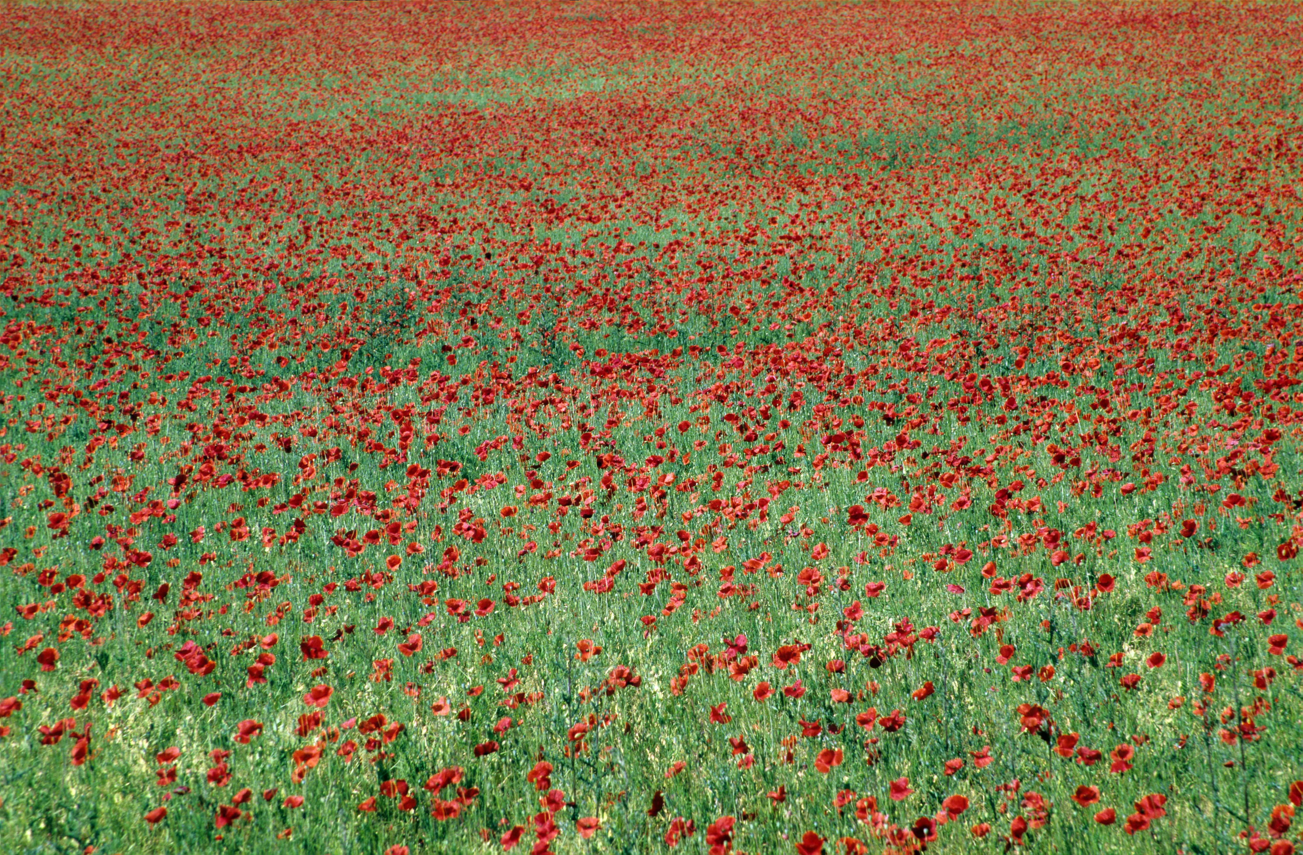 A Field of Red Poppy Flowers · Free Stock Photo