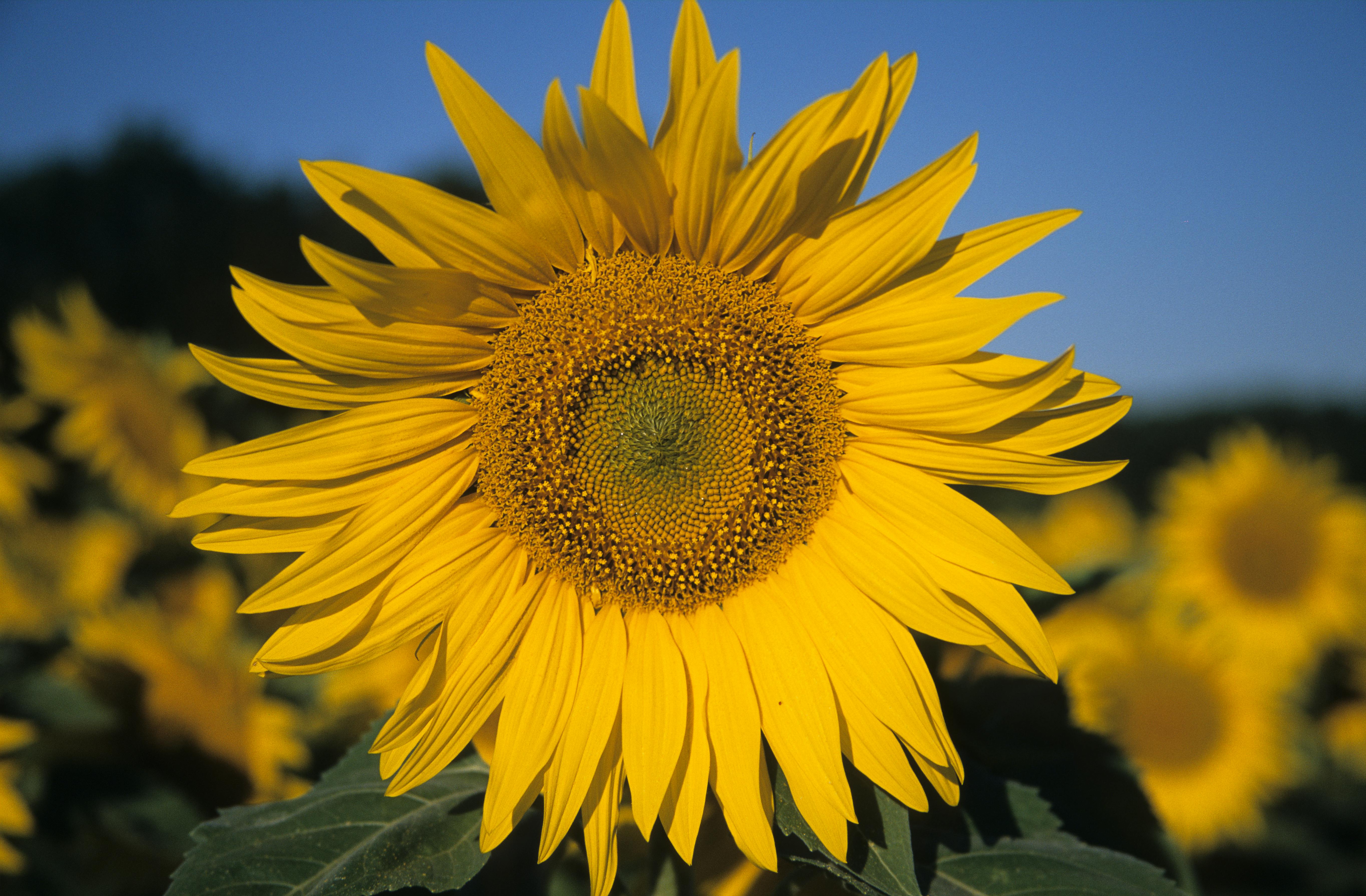 Photo of Common Sunflowers in Bloom · Free Stock Photo