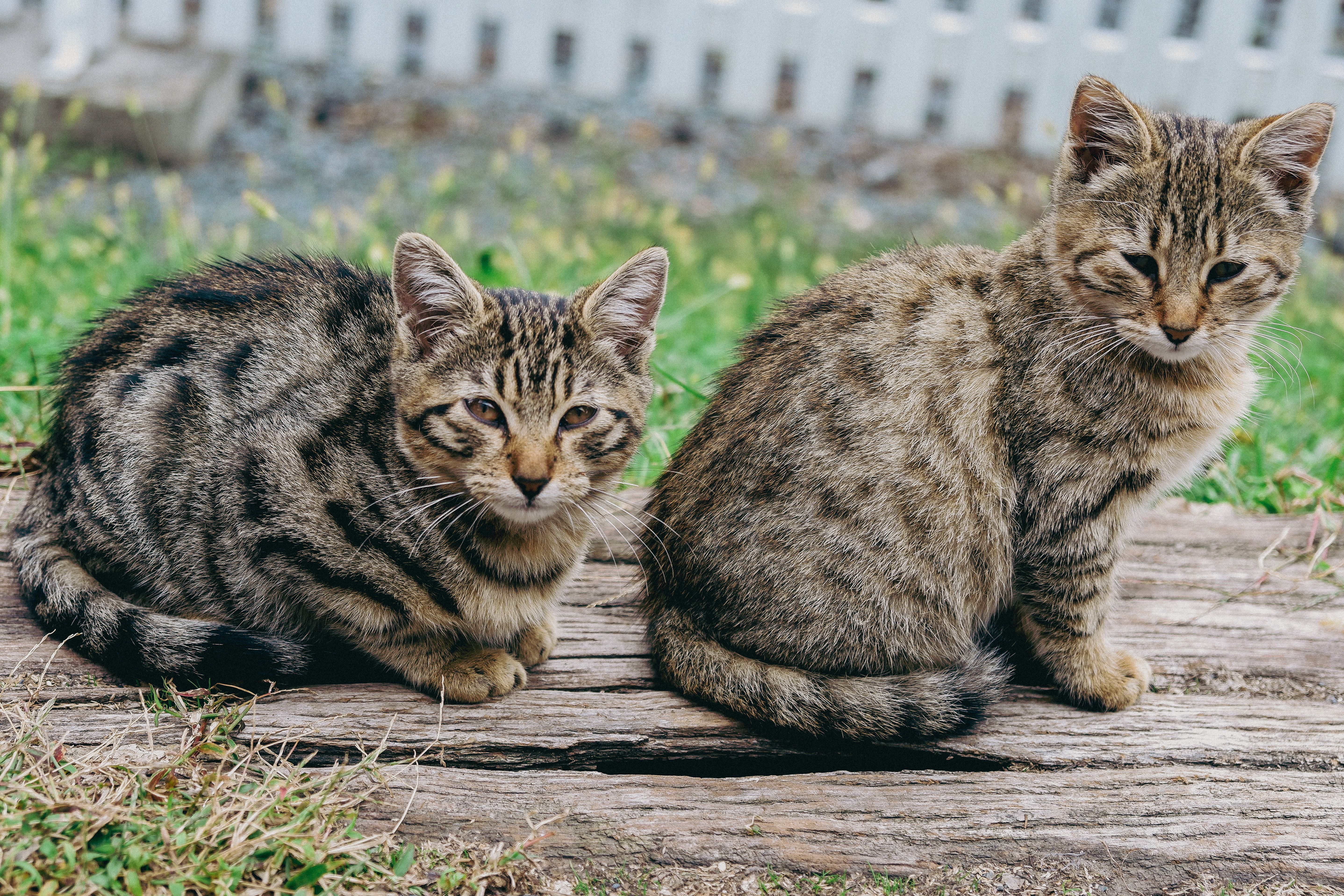 Close Up Photo of Cats · Free Stock Photo