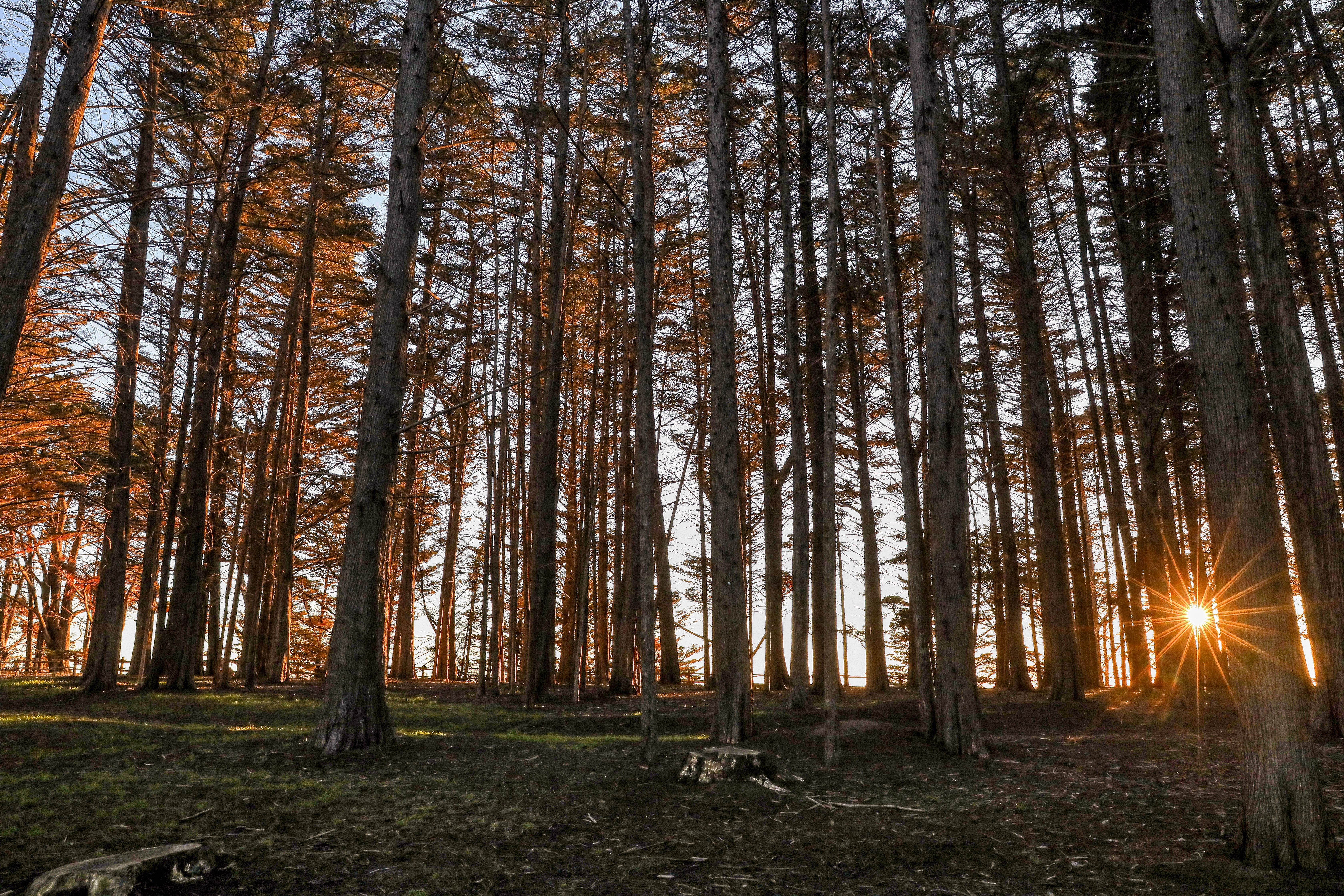 Sun Rays Peeking Through Tall Trees · Free Stock Photo