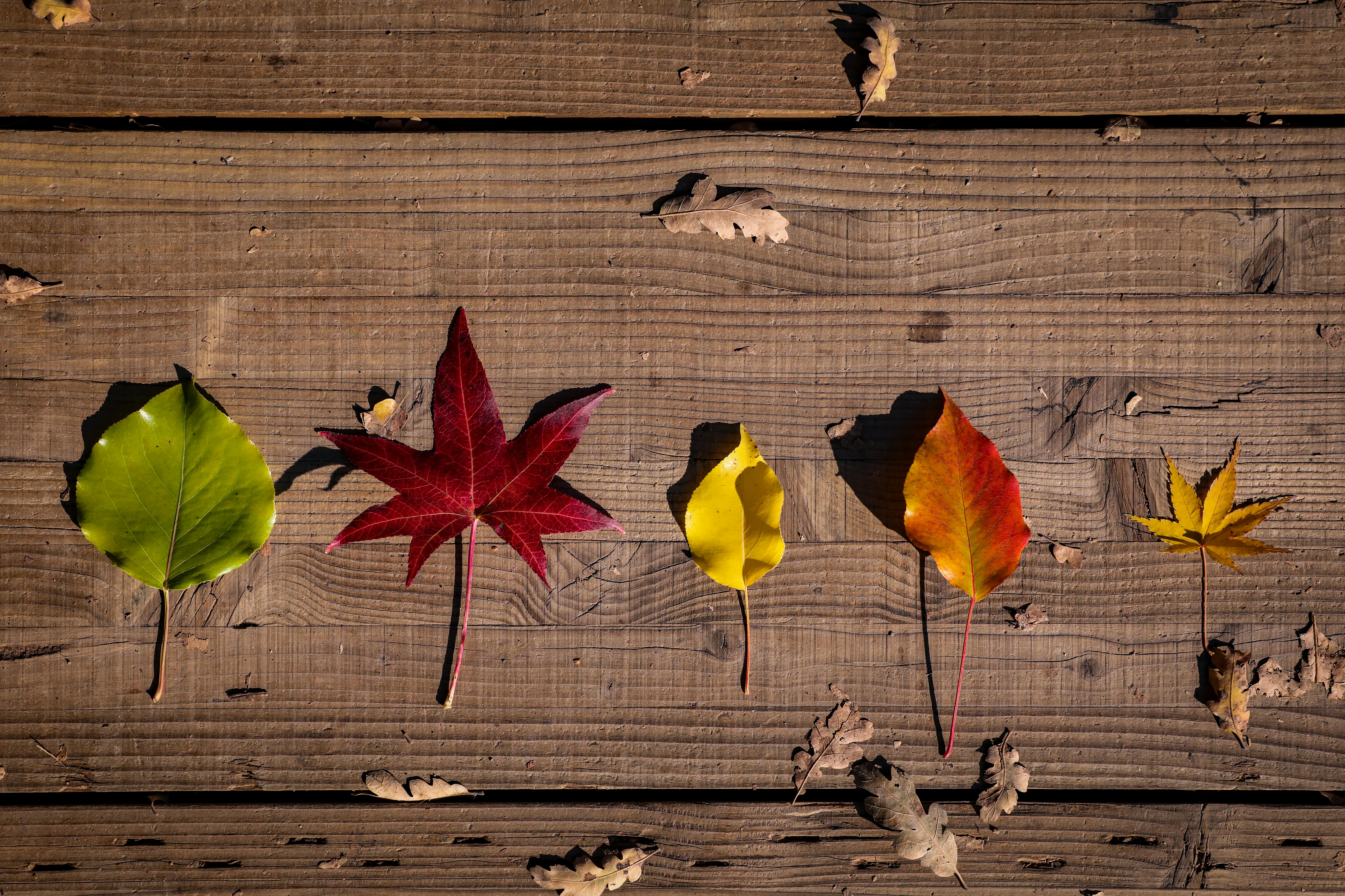 Assorted Leaves on Wood · Free Stock Photo