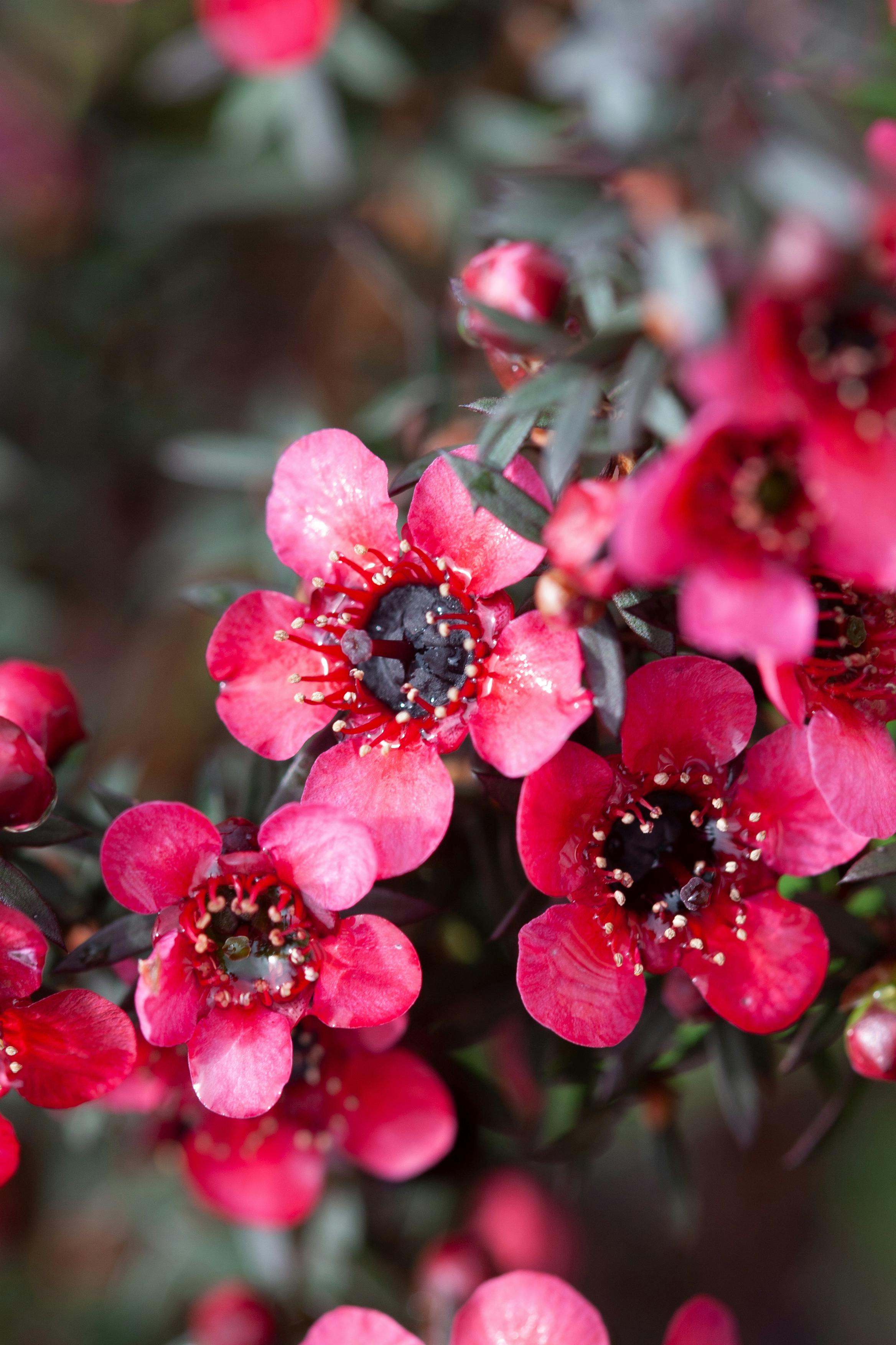 Manuka Flower Photos, Download The BEST Free Manuka Flower Stock Photos ...