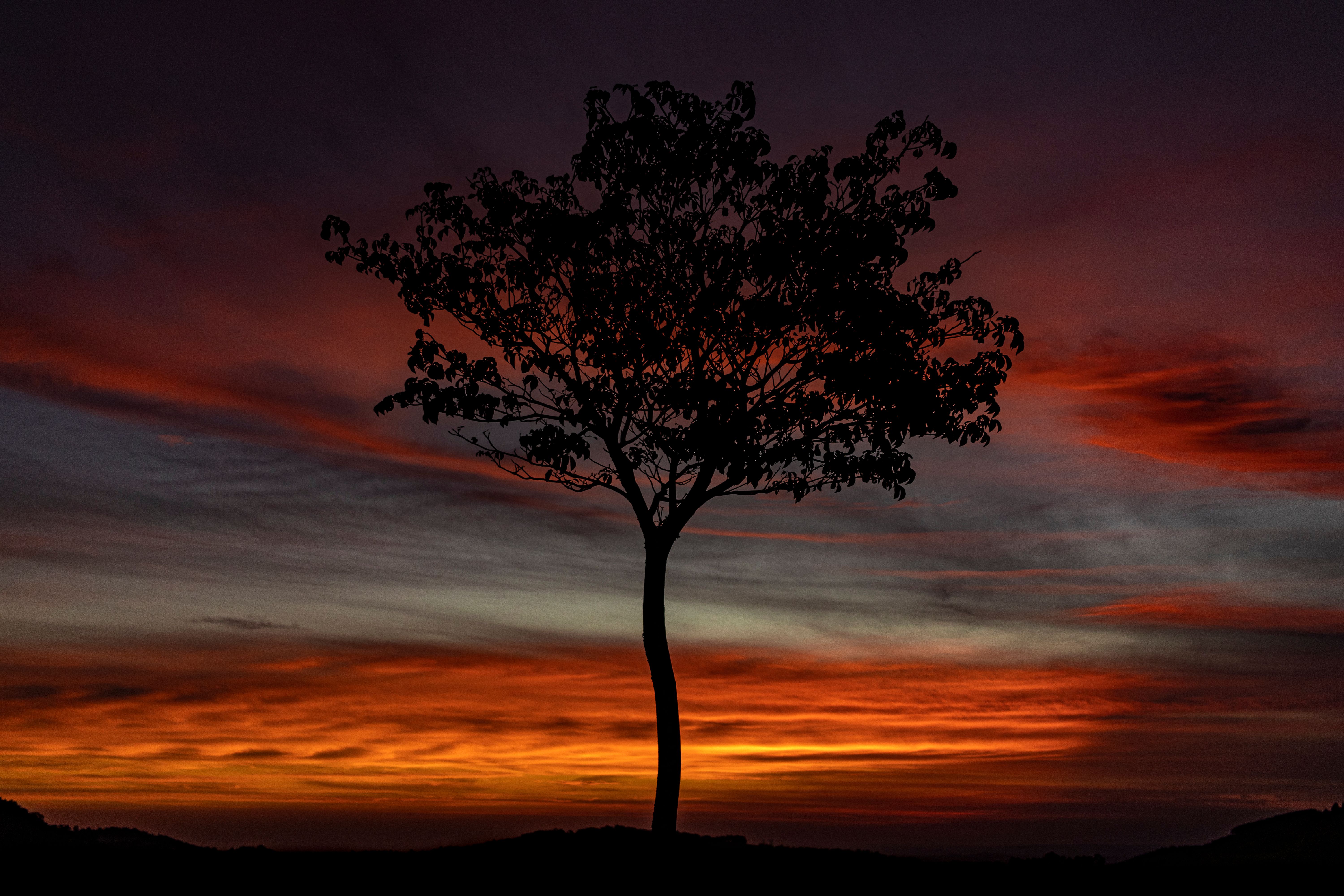 Silhouette of a Tree during Sunset · Free Stock Photo