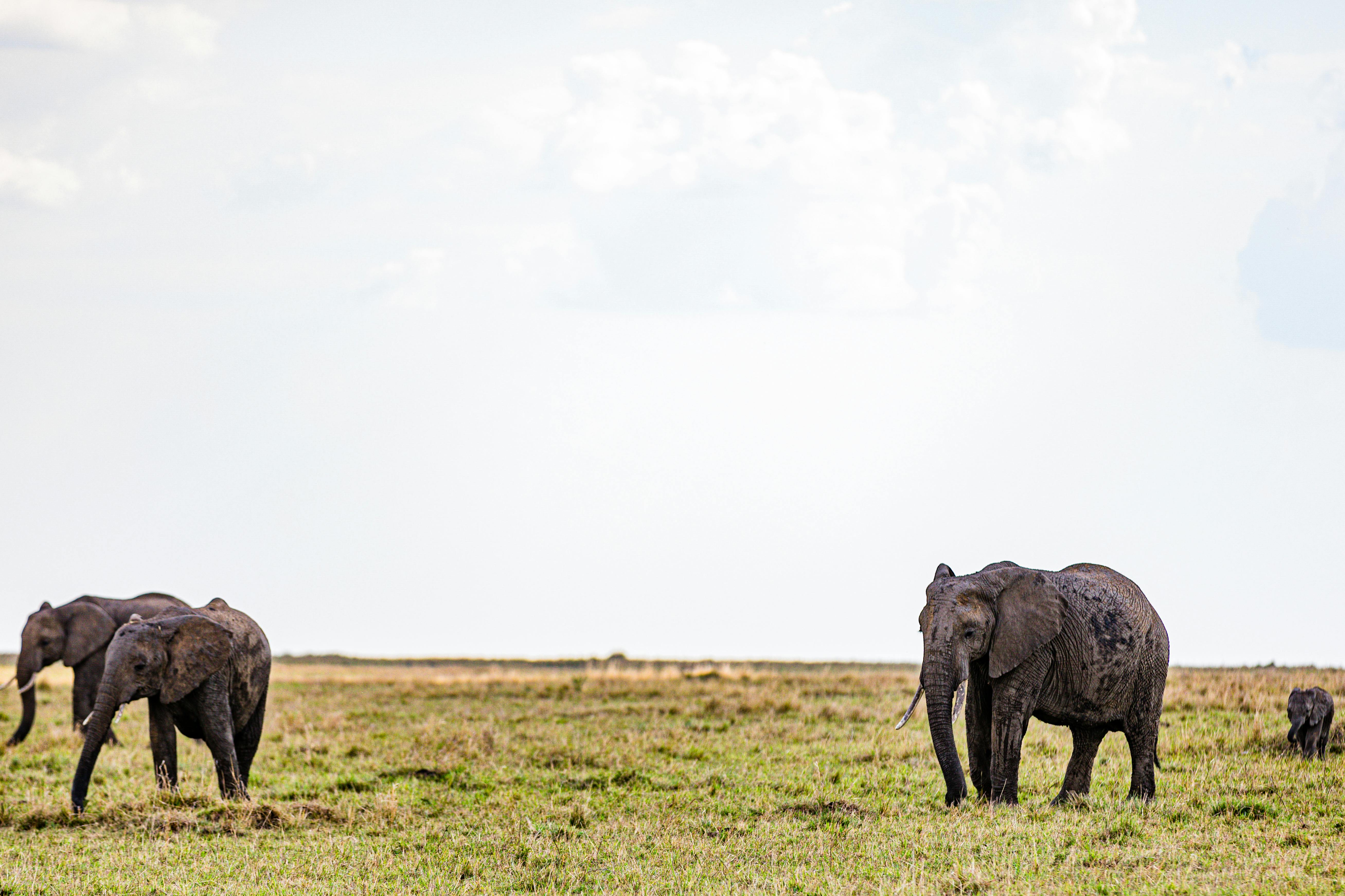 Brown Elephants on Grass Field · Free Stock Photo