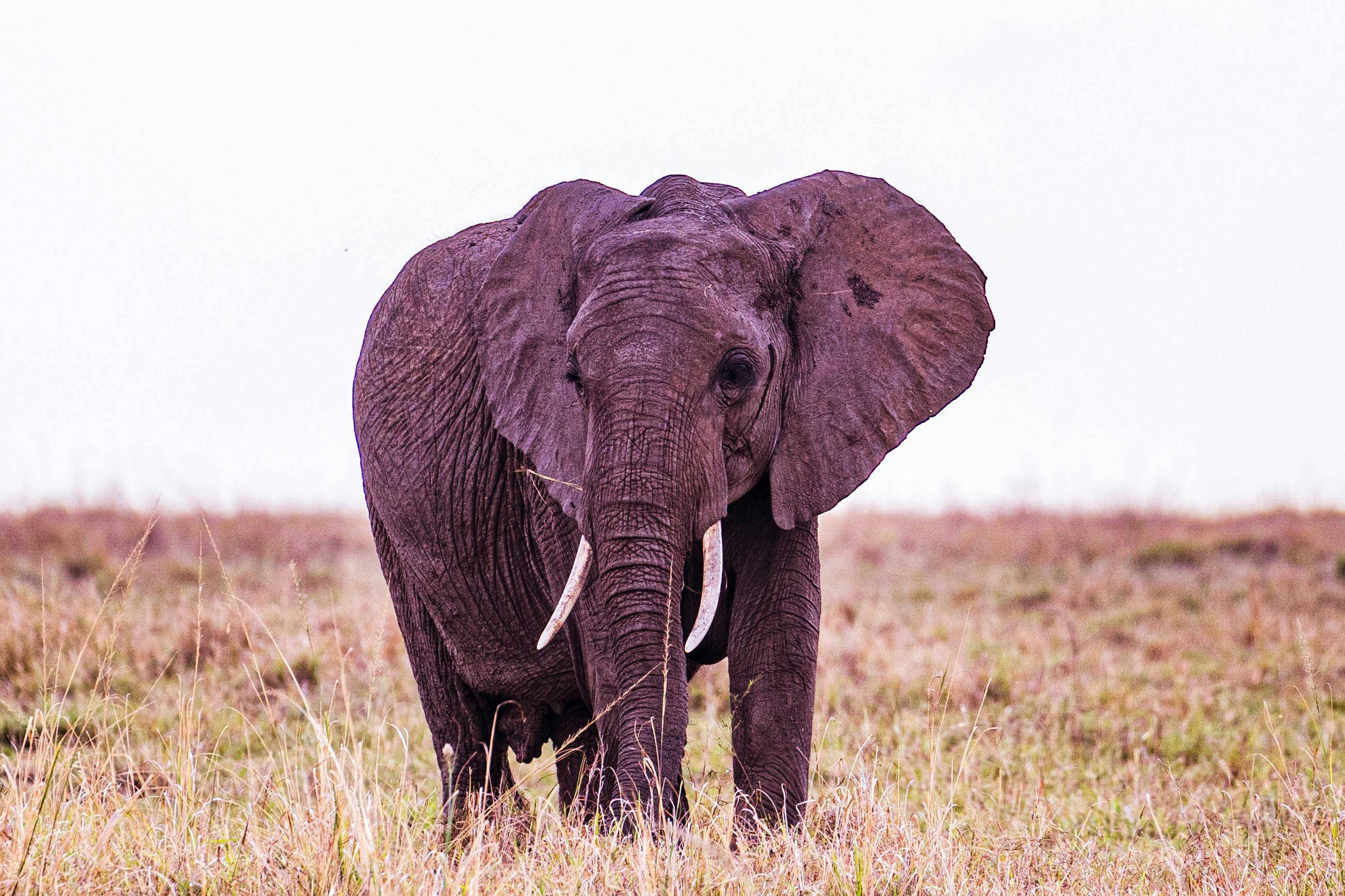 Close Up Photo of an Elephant · Free Stock Photo