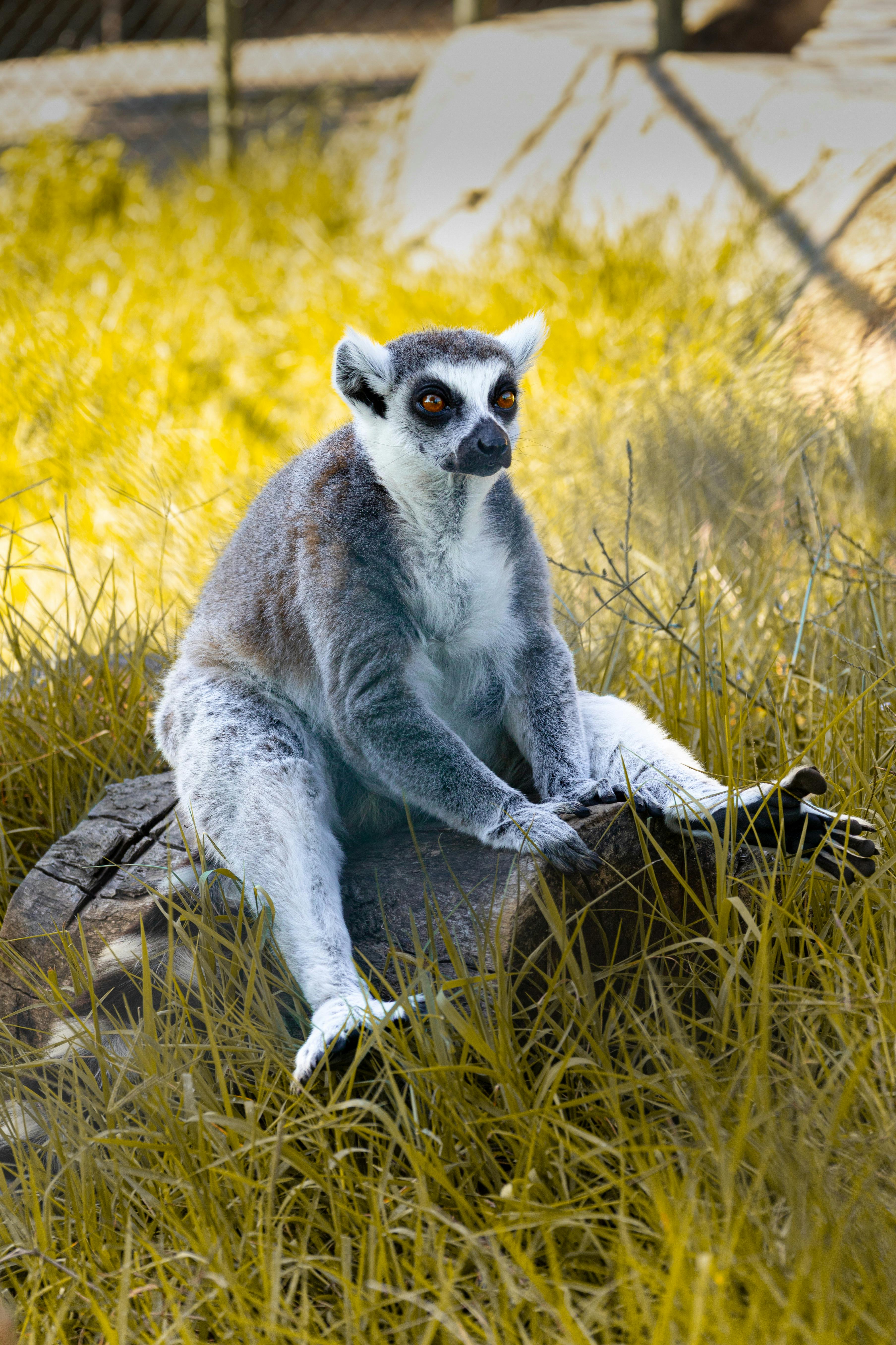Photograph of a Lemur Near Green Grass · Free Stock Photo