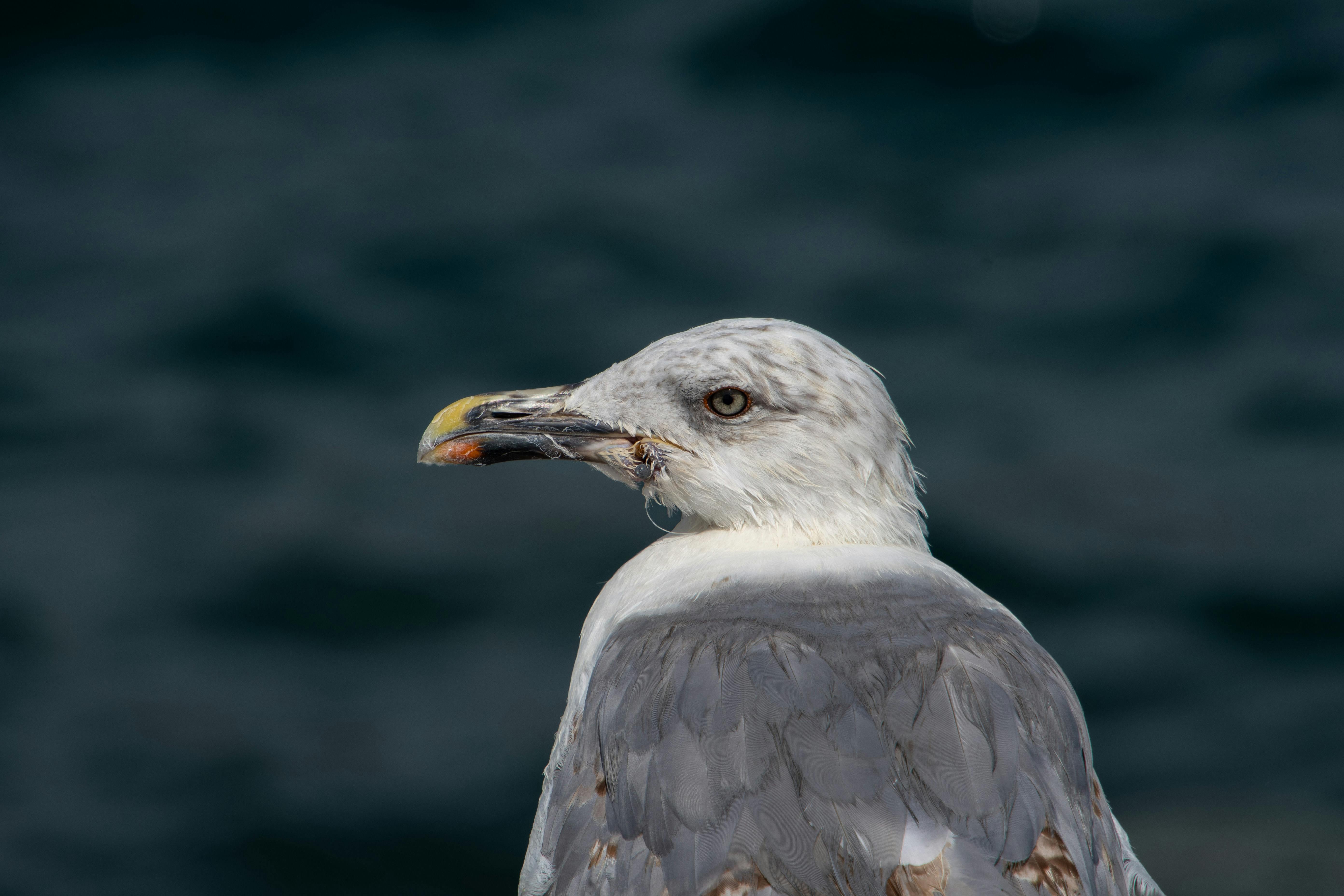 European Herring Gull Flying Under Blue Sky · Free Stock Photo