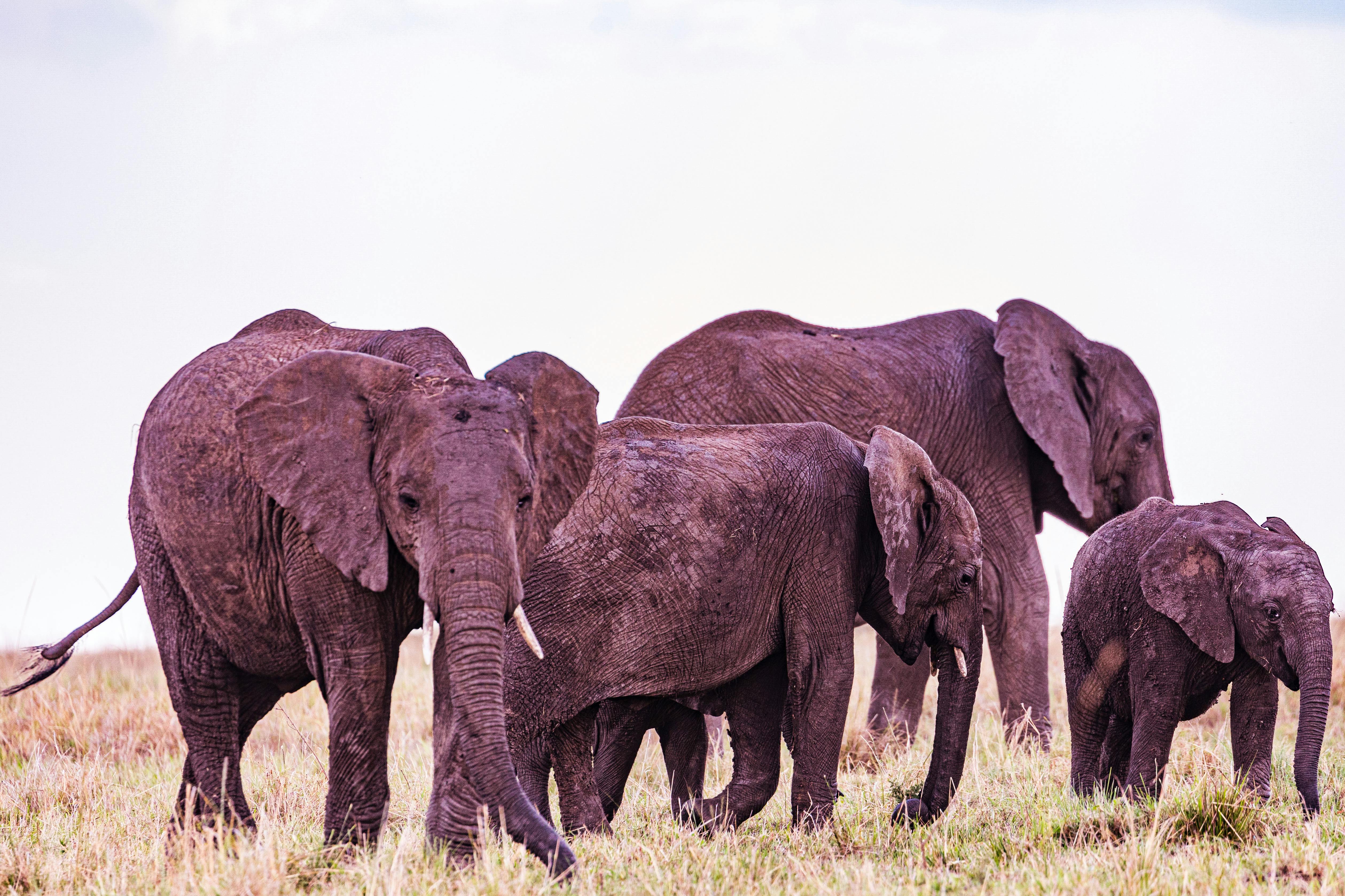 Photo of Elephants During Daytime · Free Stock Photo