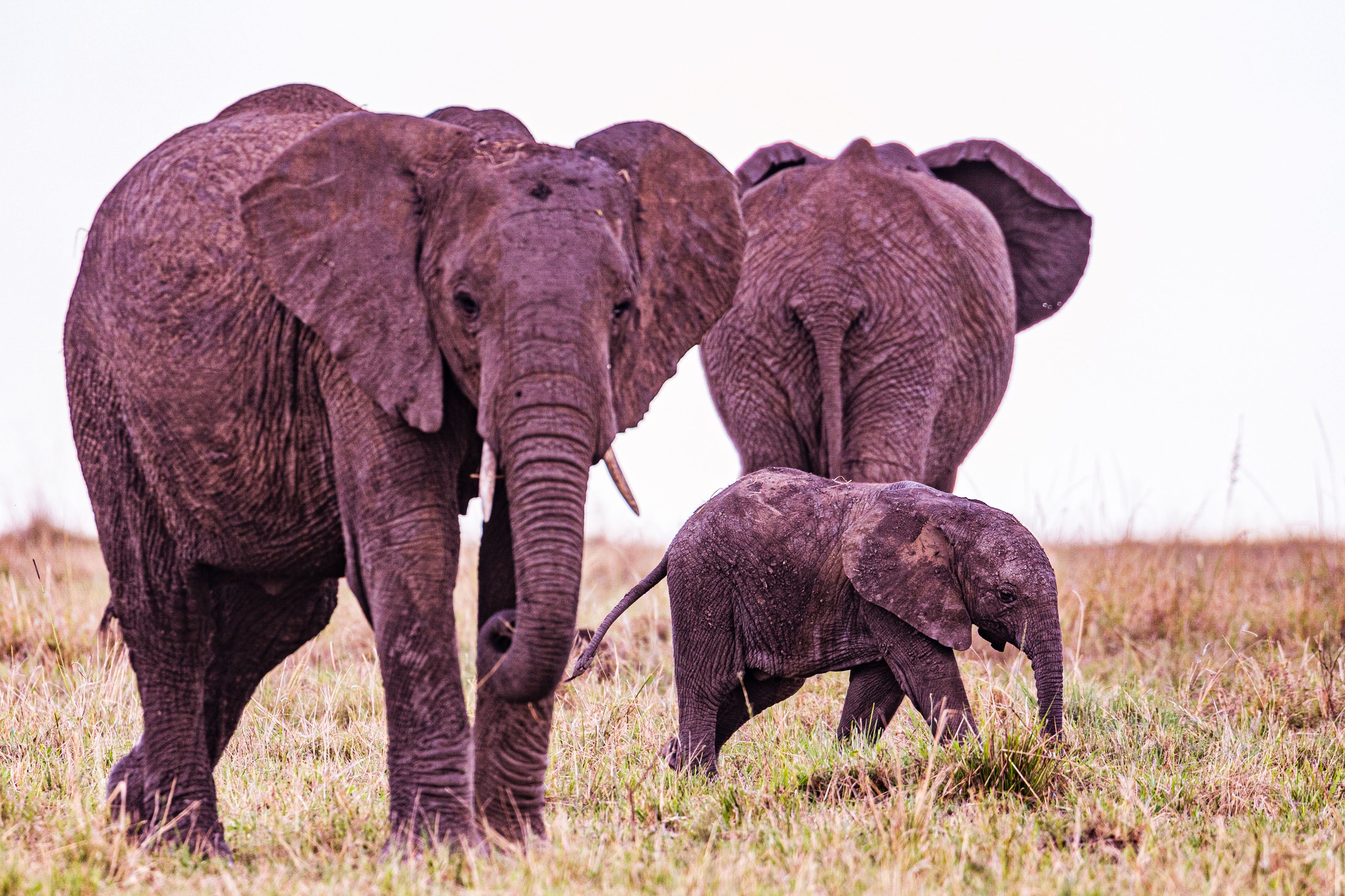 An Elephant With Its Calf · Free Stock Photo