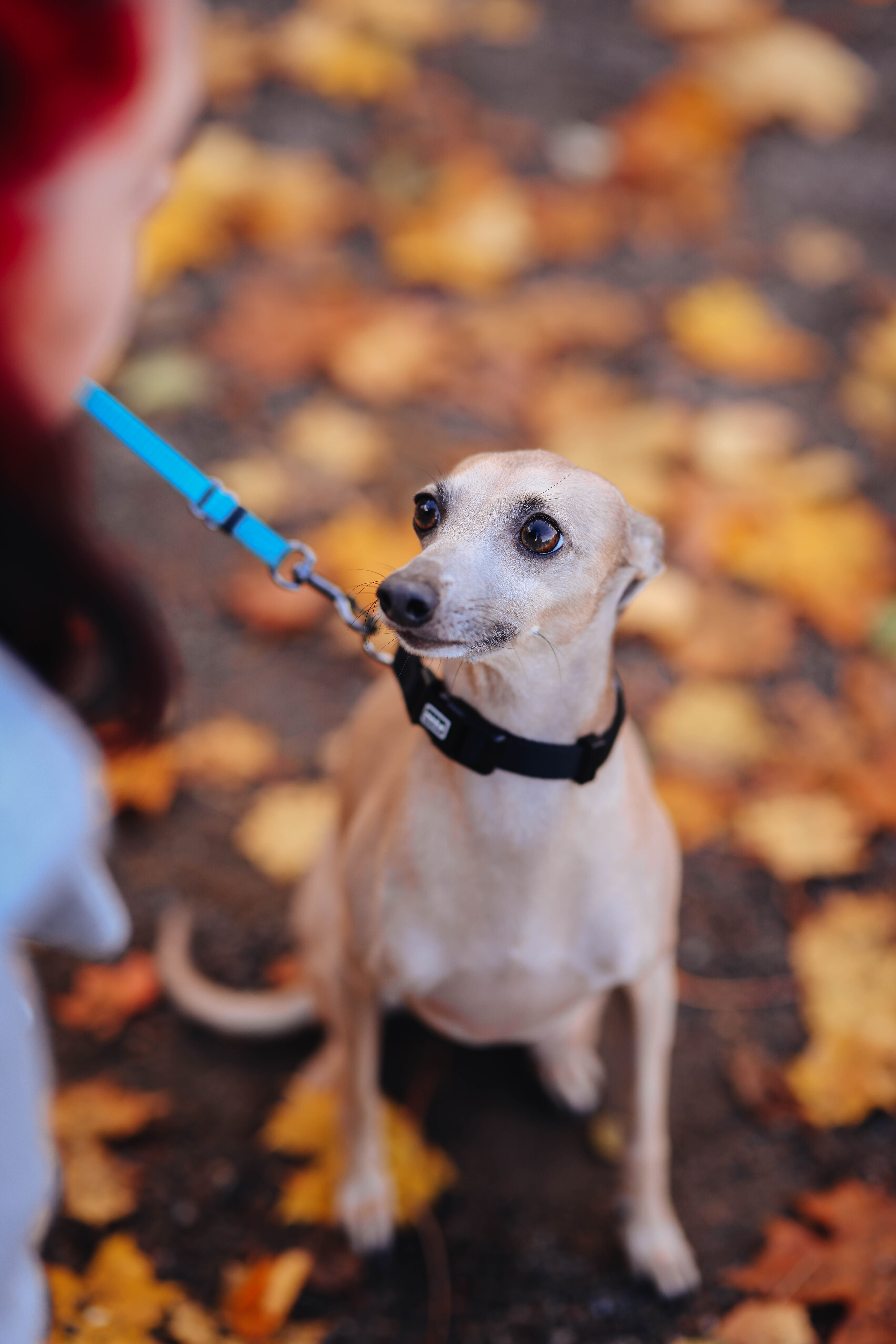 Close Up Photo of Dog on Leash · Free Stock Photo