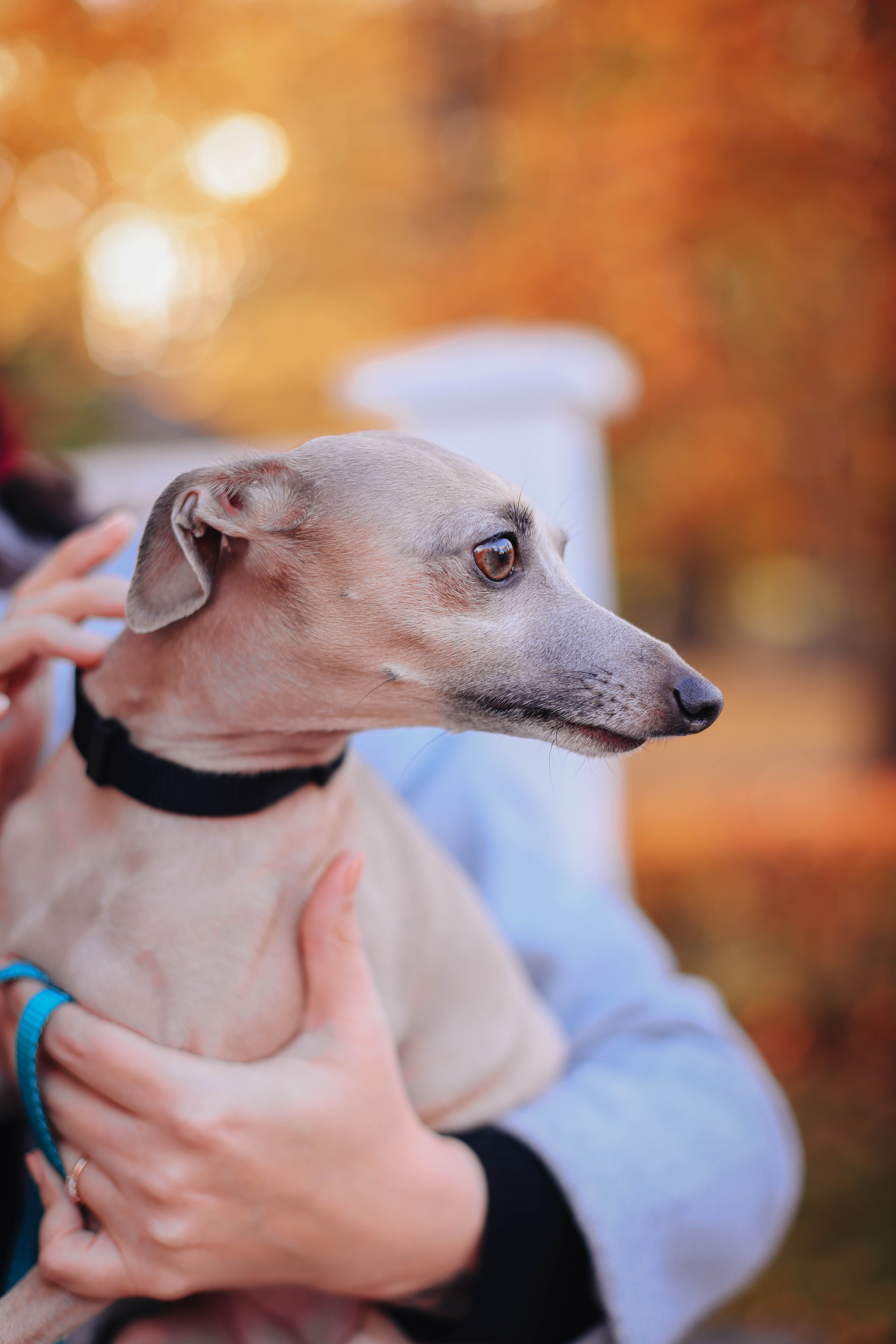A Person Carrying a Dog · Free Stock Photo