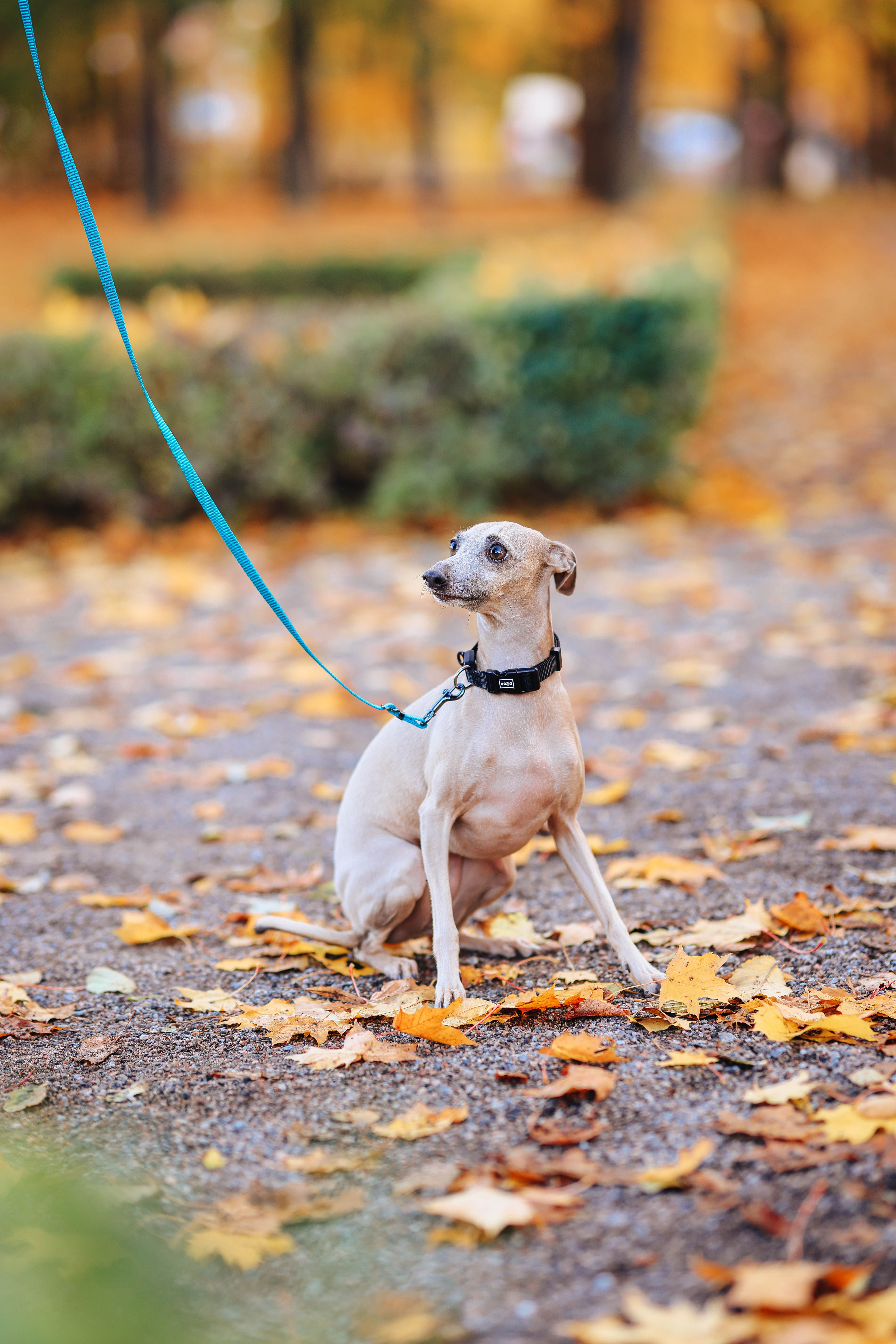 A Dog in Clothes on a Leash in a Park · Free Stock Photo