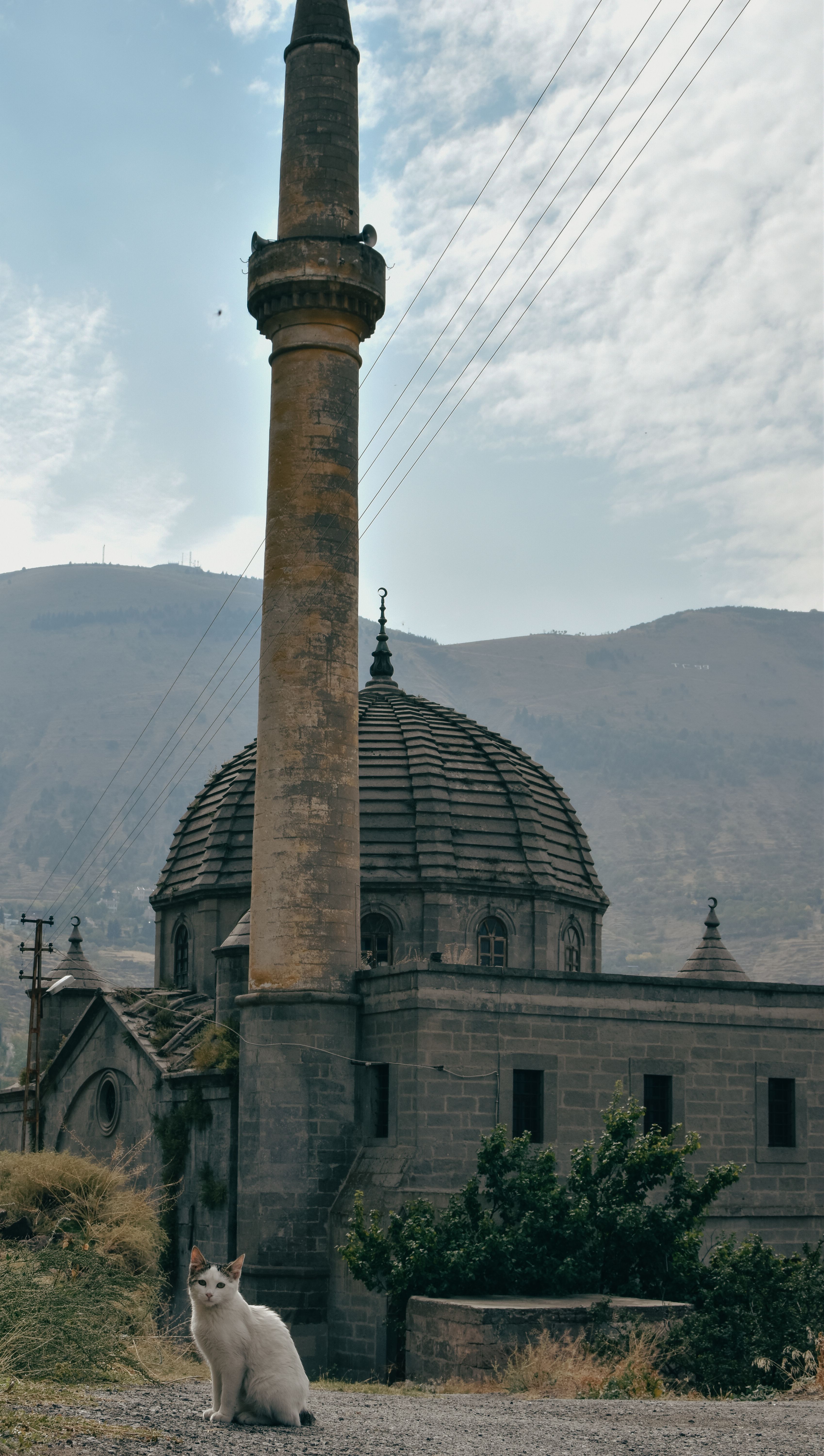 Cat Sitting in front of a Mosque · Free Stock Photo