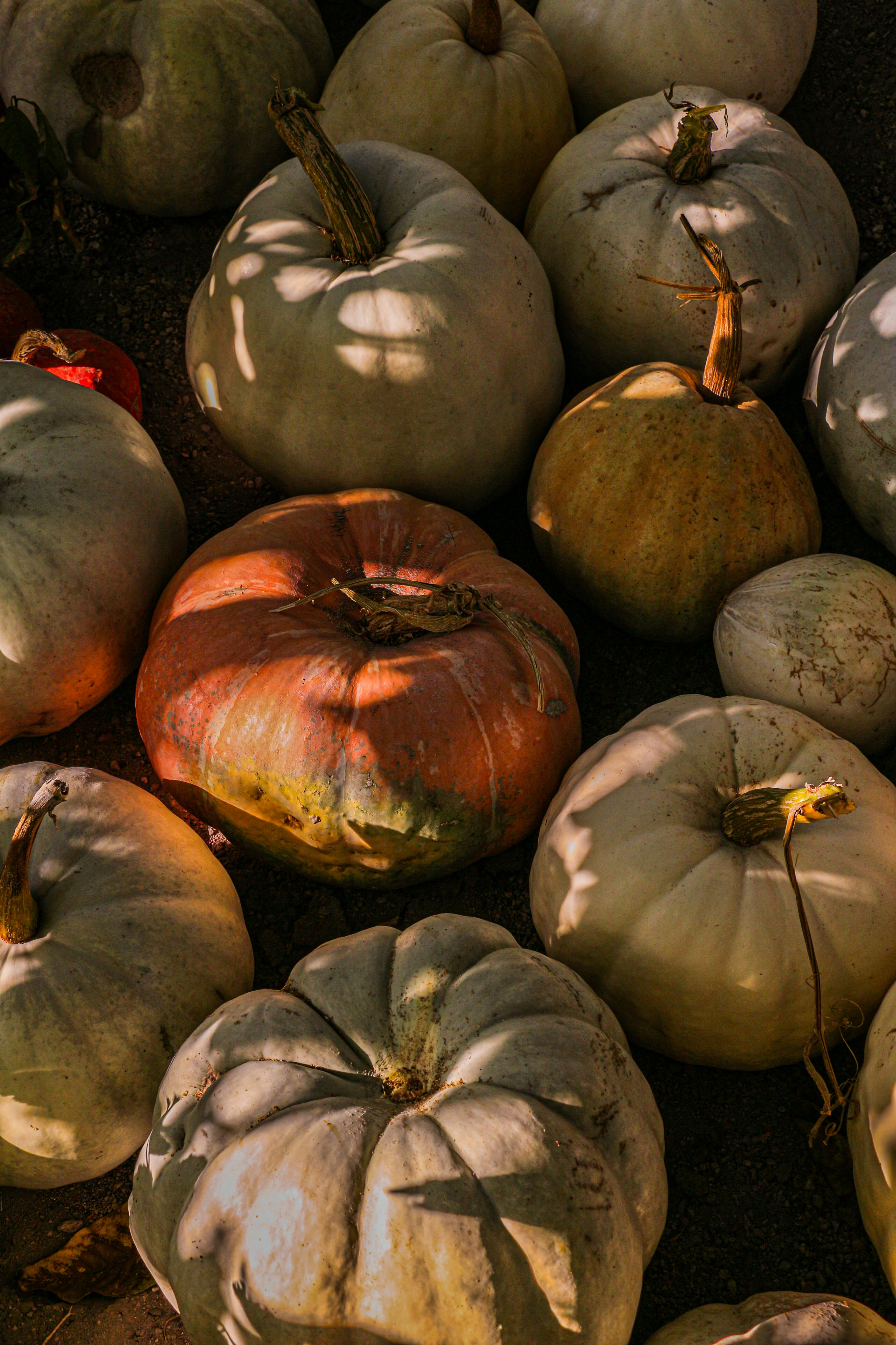 Pumpkins in Shadow · Free Stock Photo