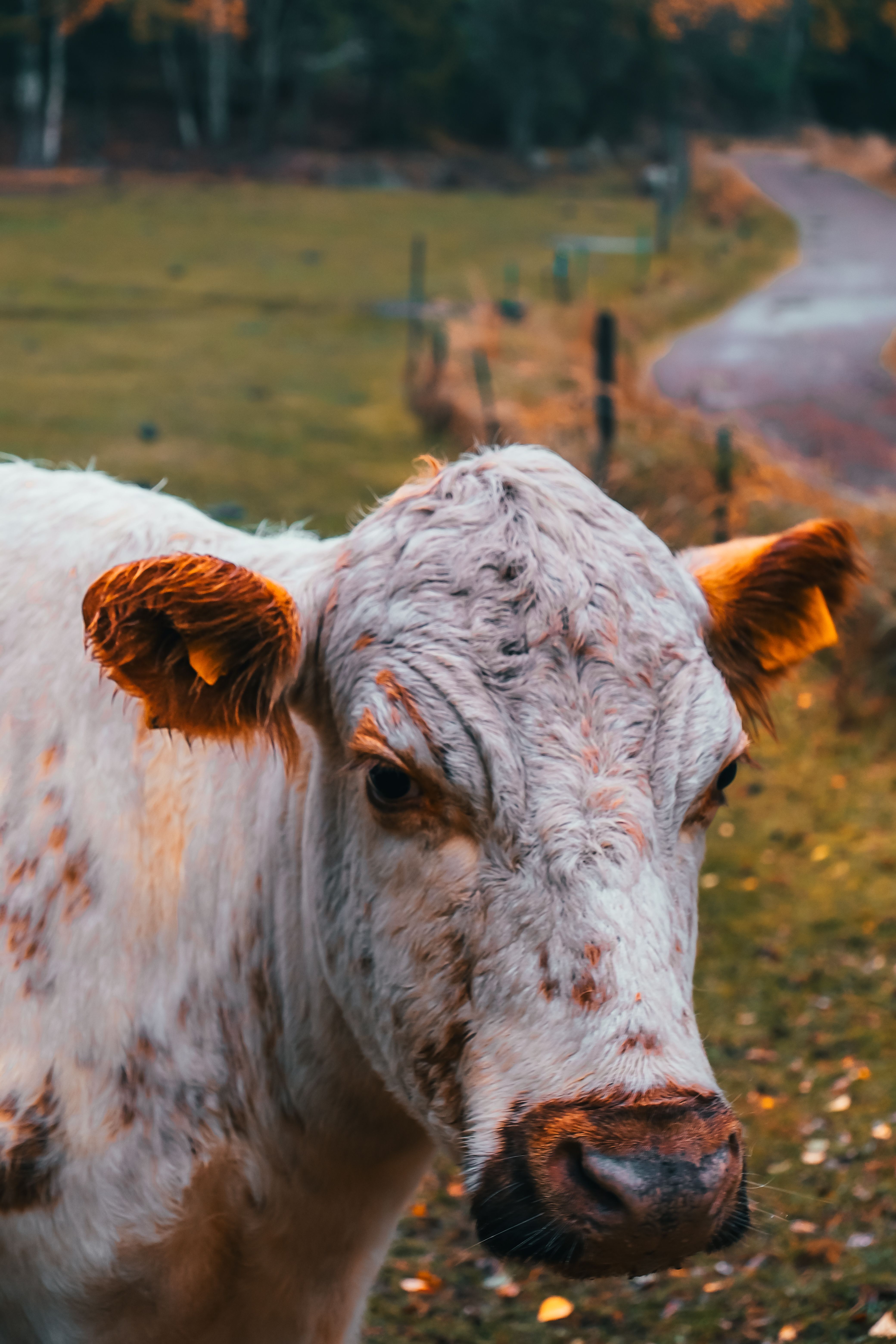 Brown and White Hide on Cow Head · Free Stock Photo
