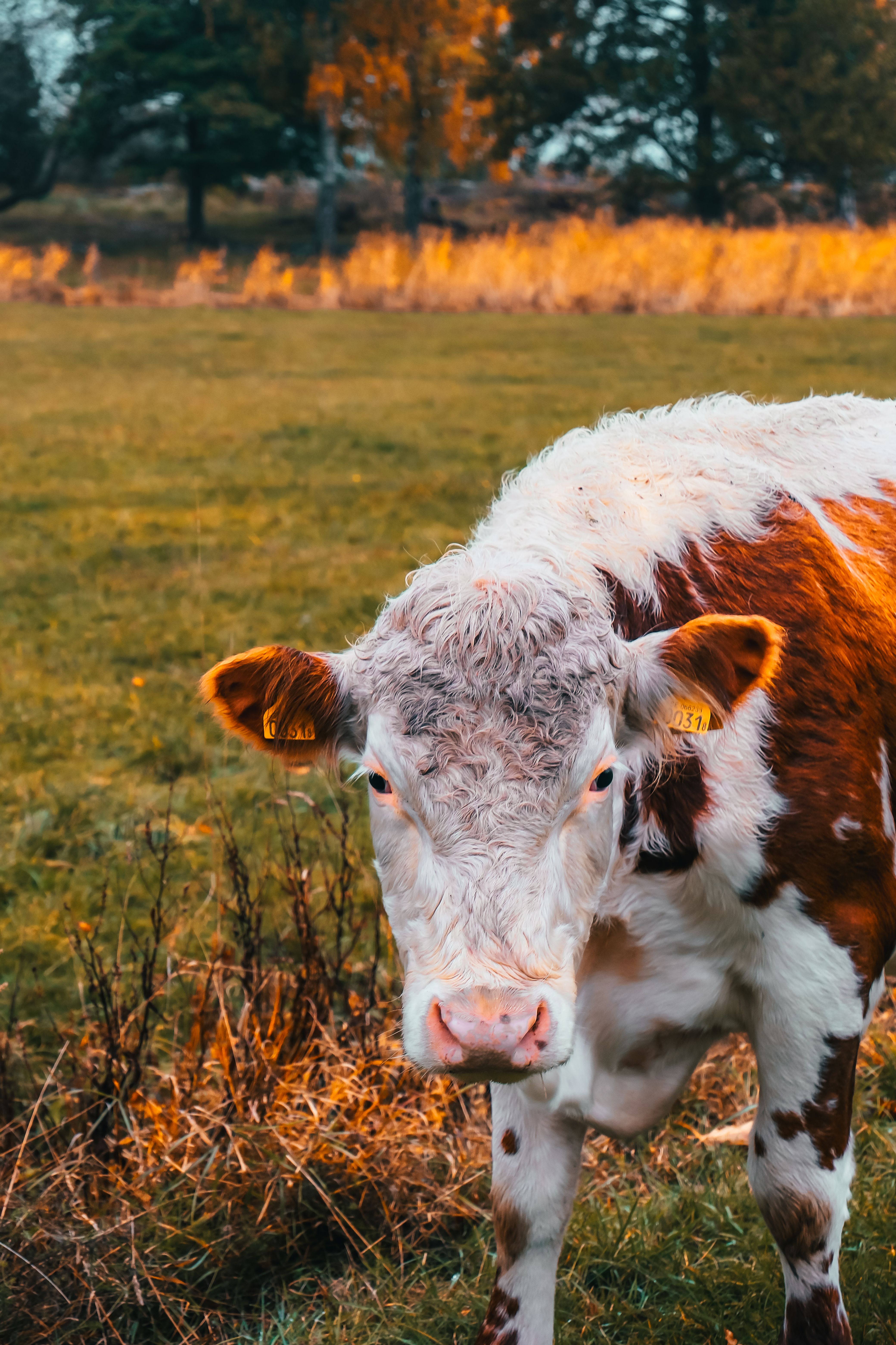 60,000+张最精彩的“Cow Desktop Wallpaper”图片 · 100%免费下载 · Pexels素材图片