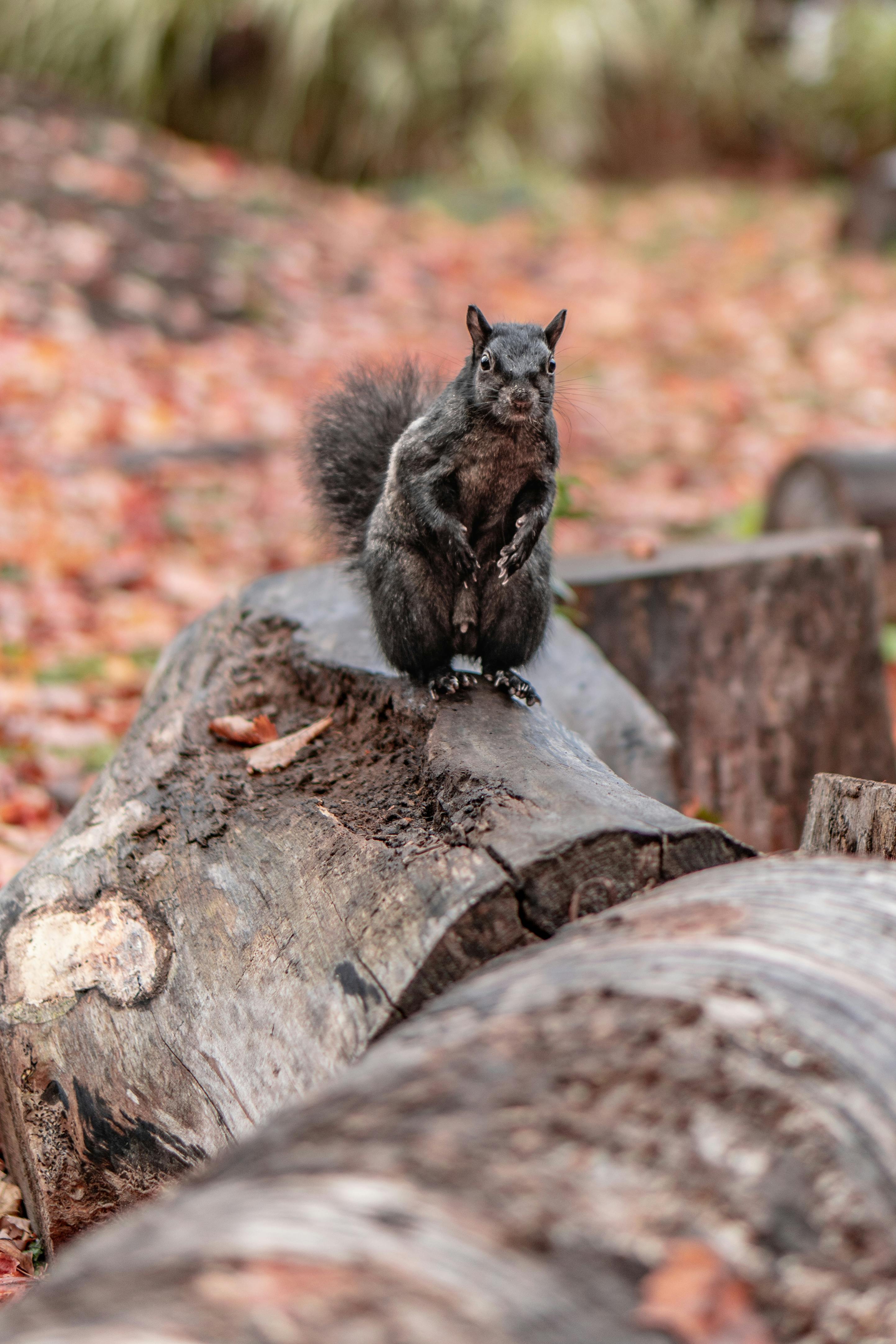 A Squirrel on a Log · Free Stock Photo
