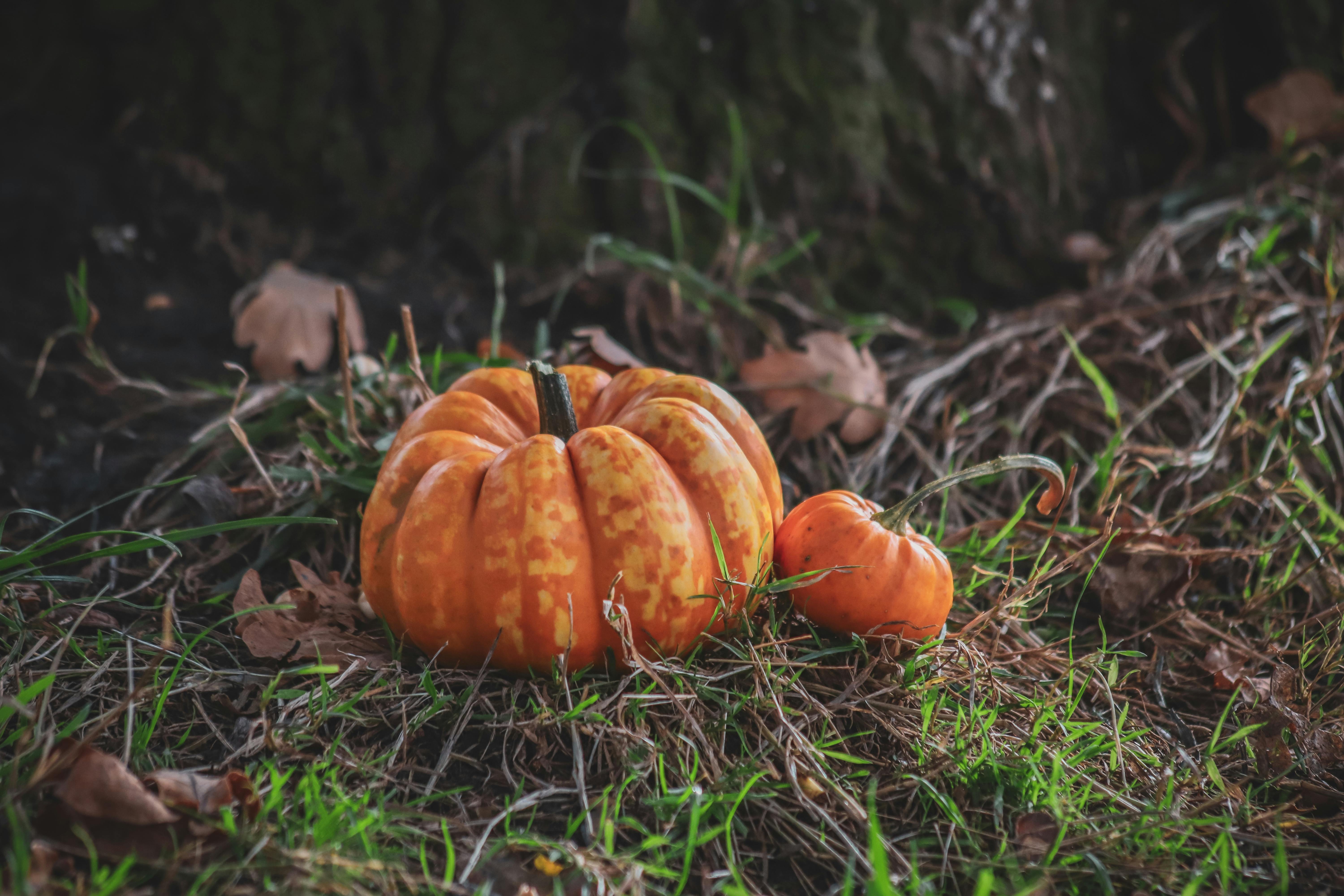 Close-Up Photograph of Orange Squashes for Sale · Free Stock Photo