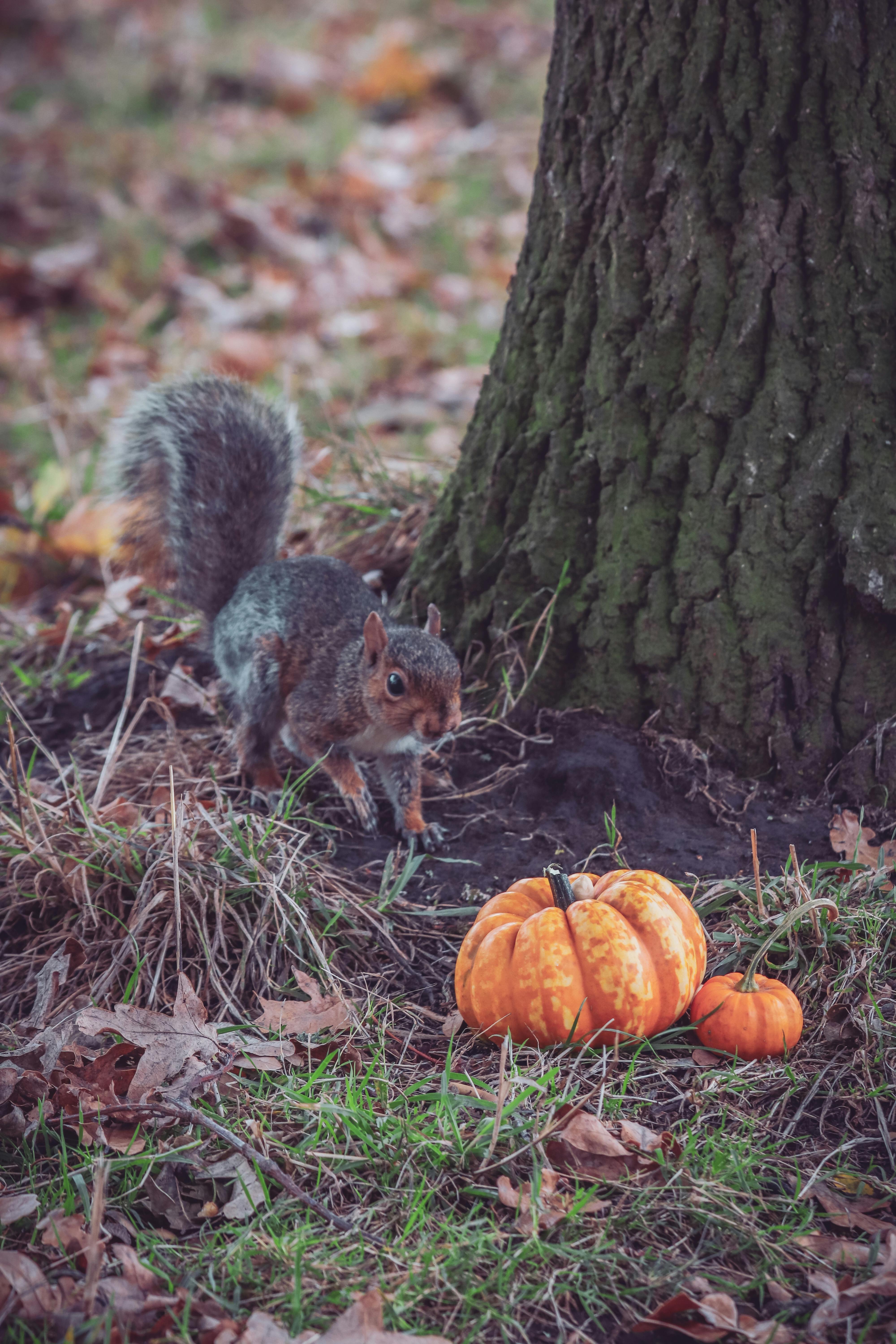 Bitter Gourd Animation Images Photos, Download The BEST Free Bitter ...