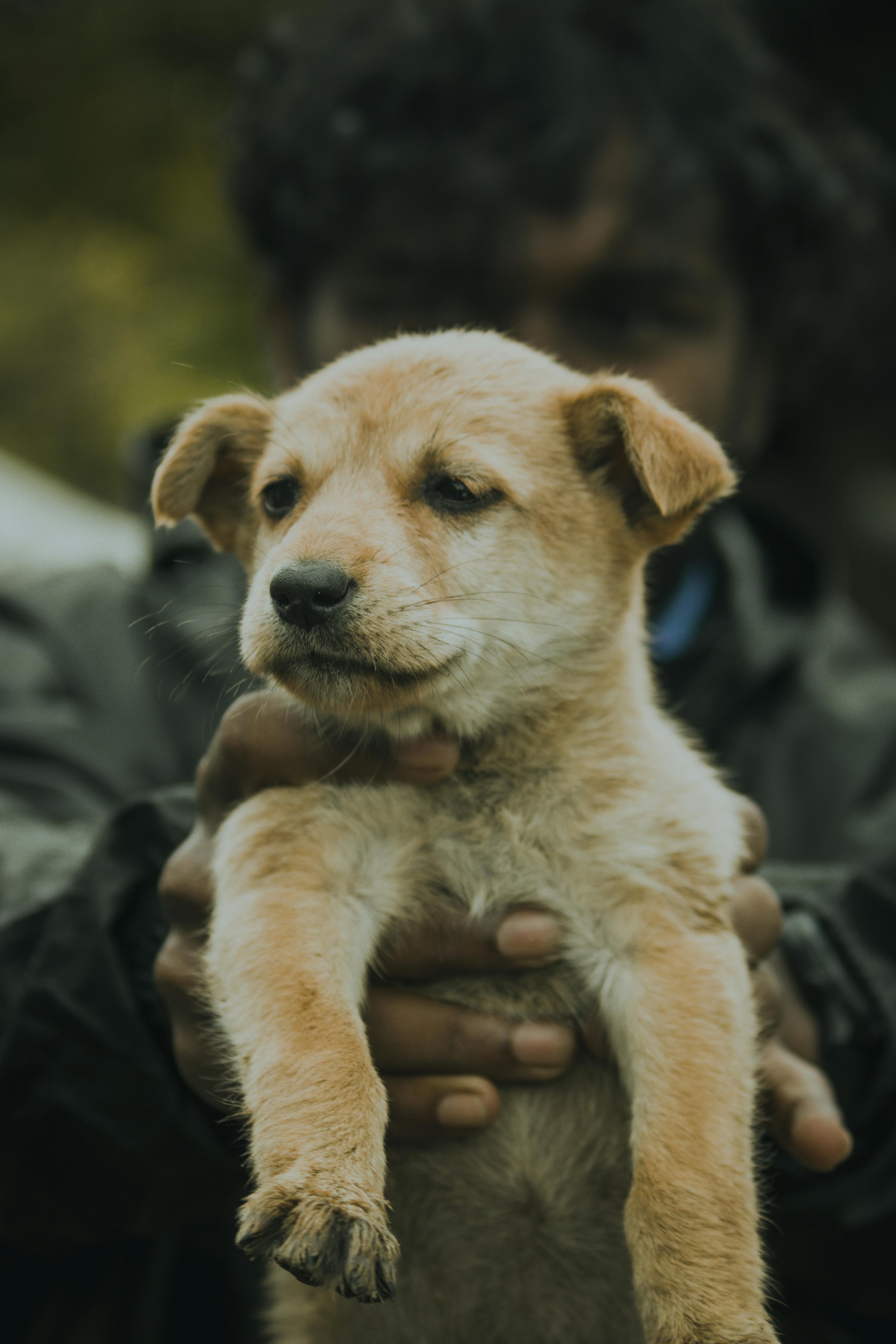Man Holding a Puppy in Close Up Photography · Free Stock Photo