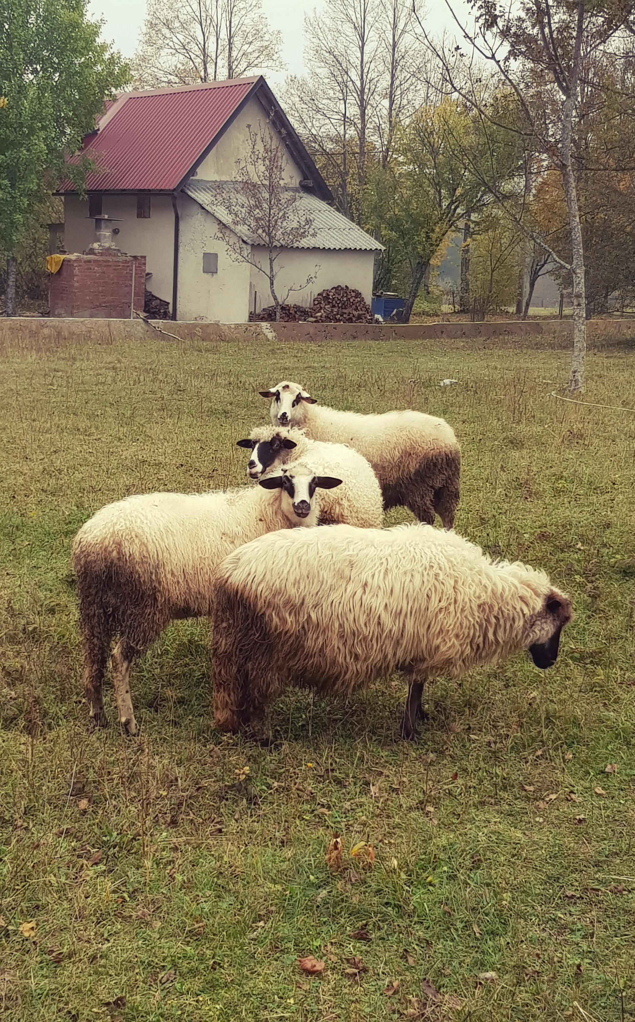 Baltimore Farm Photos, Download Free Baltimore Farm Stock Photos & HD ...