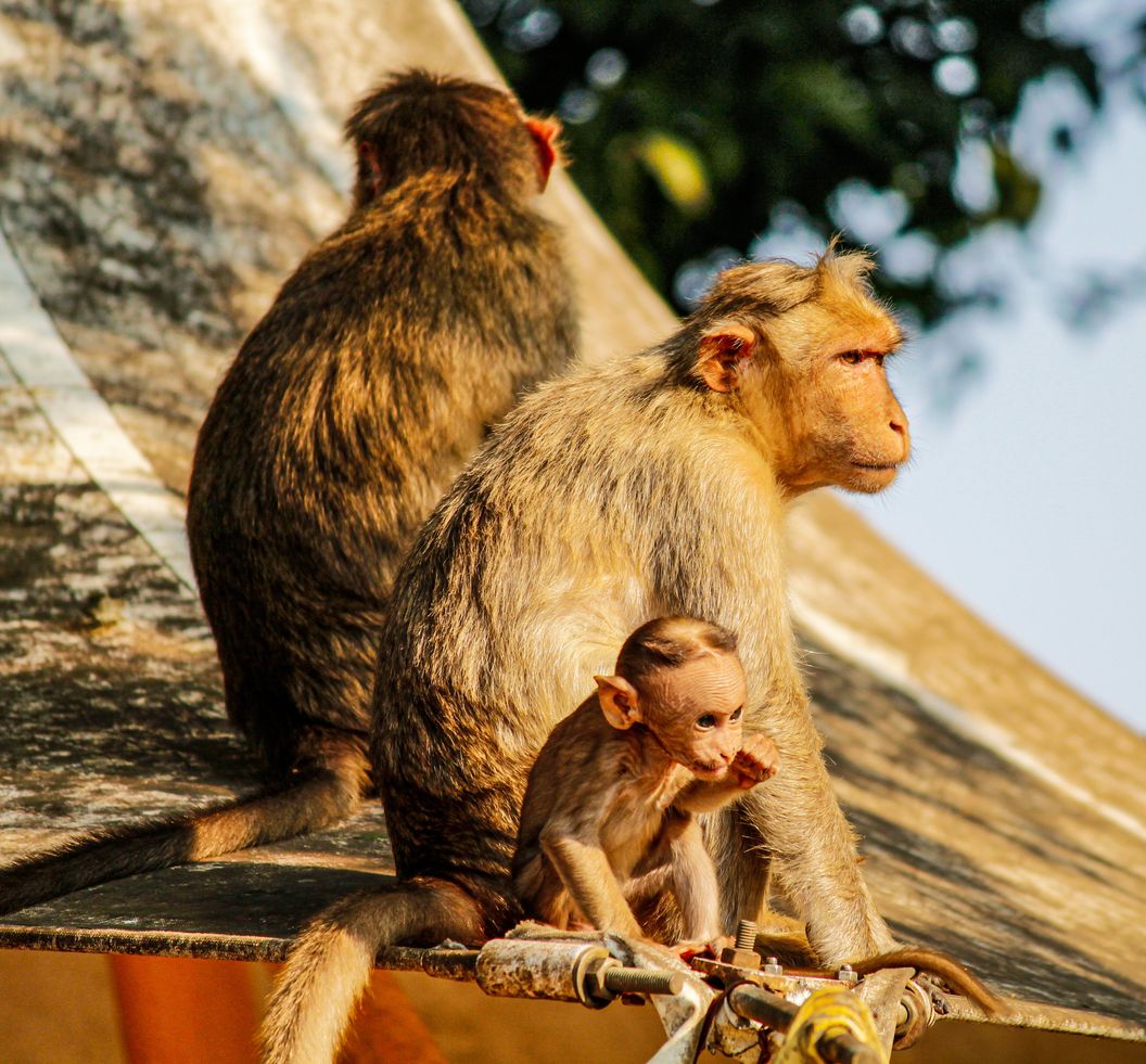 Monkeys from India: Species, Habitats, and Daily Behavior