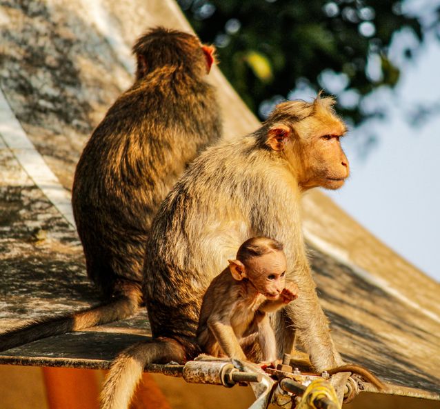 Monkeys from India: Species, Habitats, and Daily Behavior