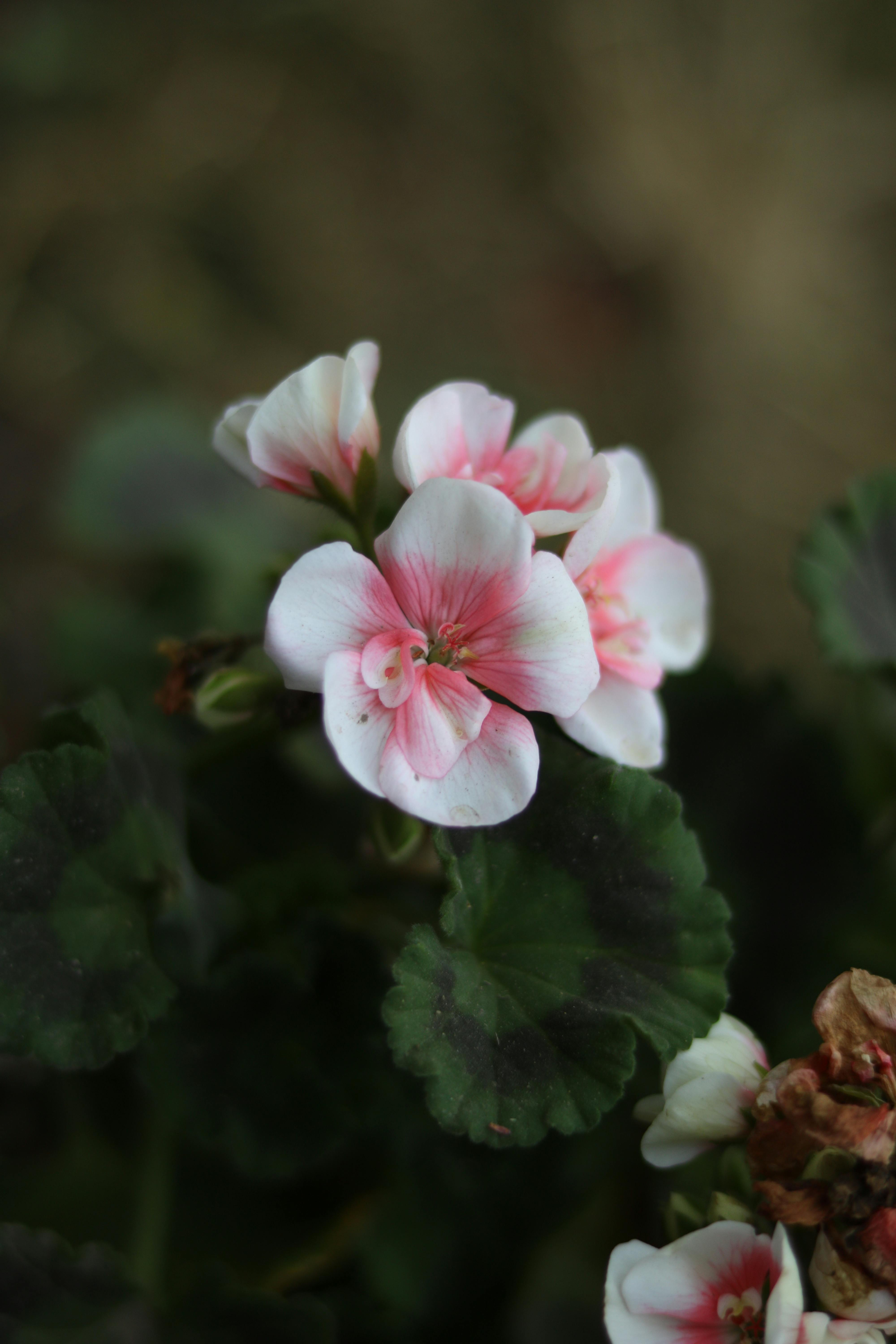 Geraniums · Free Stock Photo