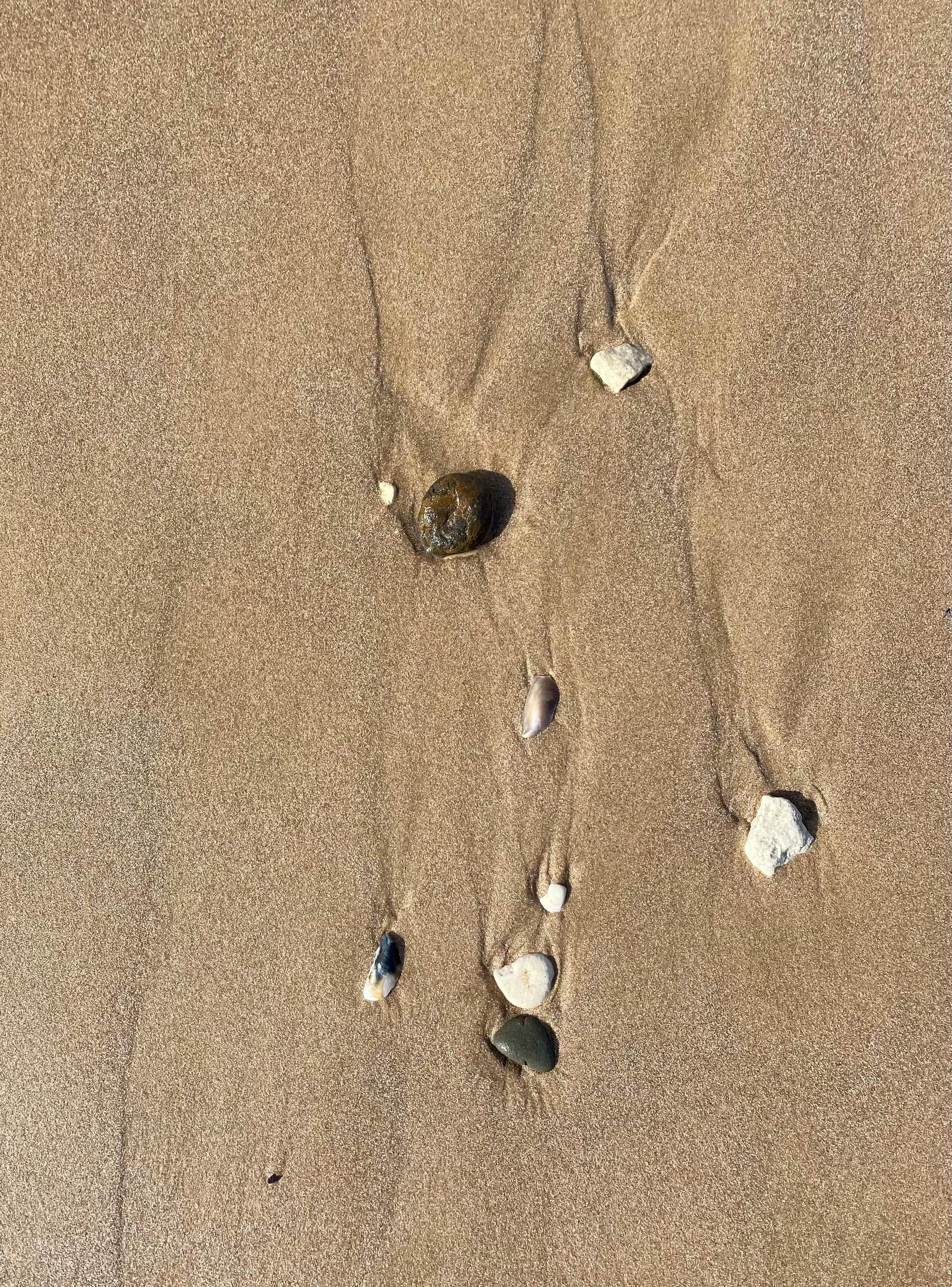 Shells on a Sand · Free Stock Photo