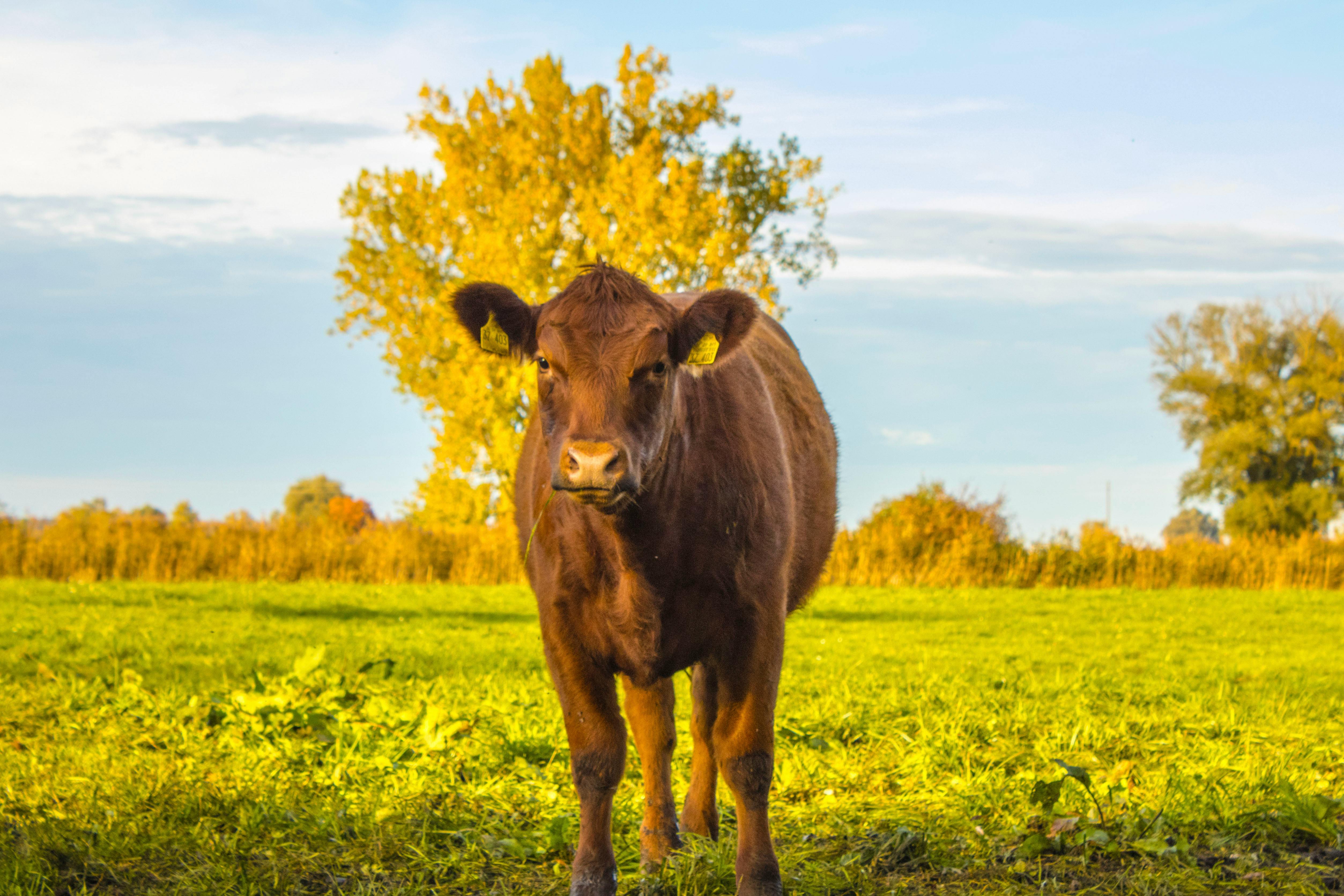 Photo of a Farm with Cows · Free Stock Photo