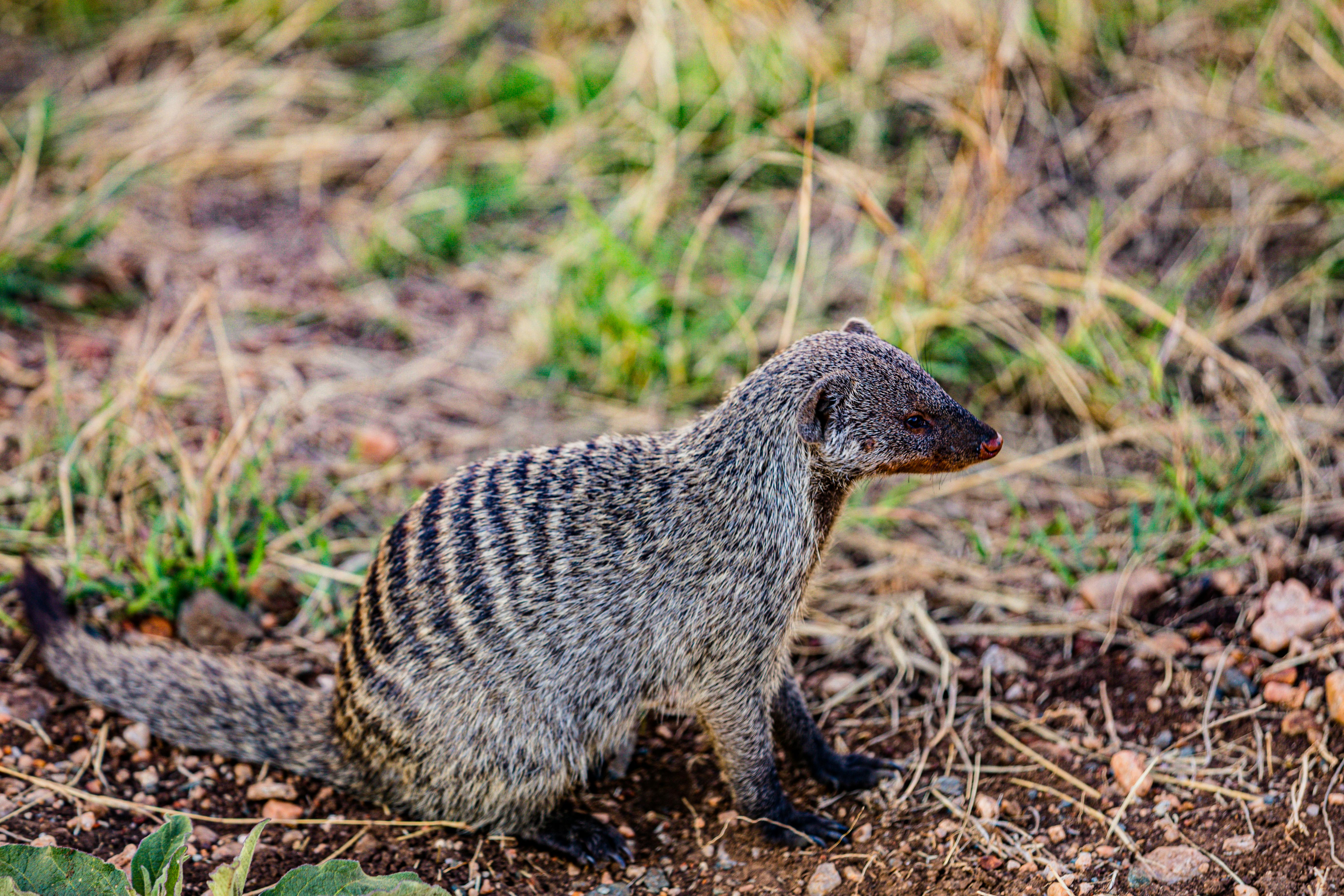Close Up Photo of Banded Mongoose on Ground · Free Stock Photo
