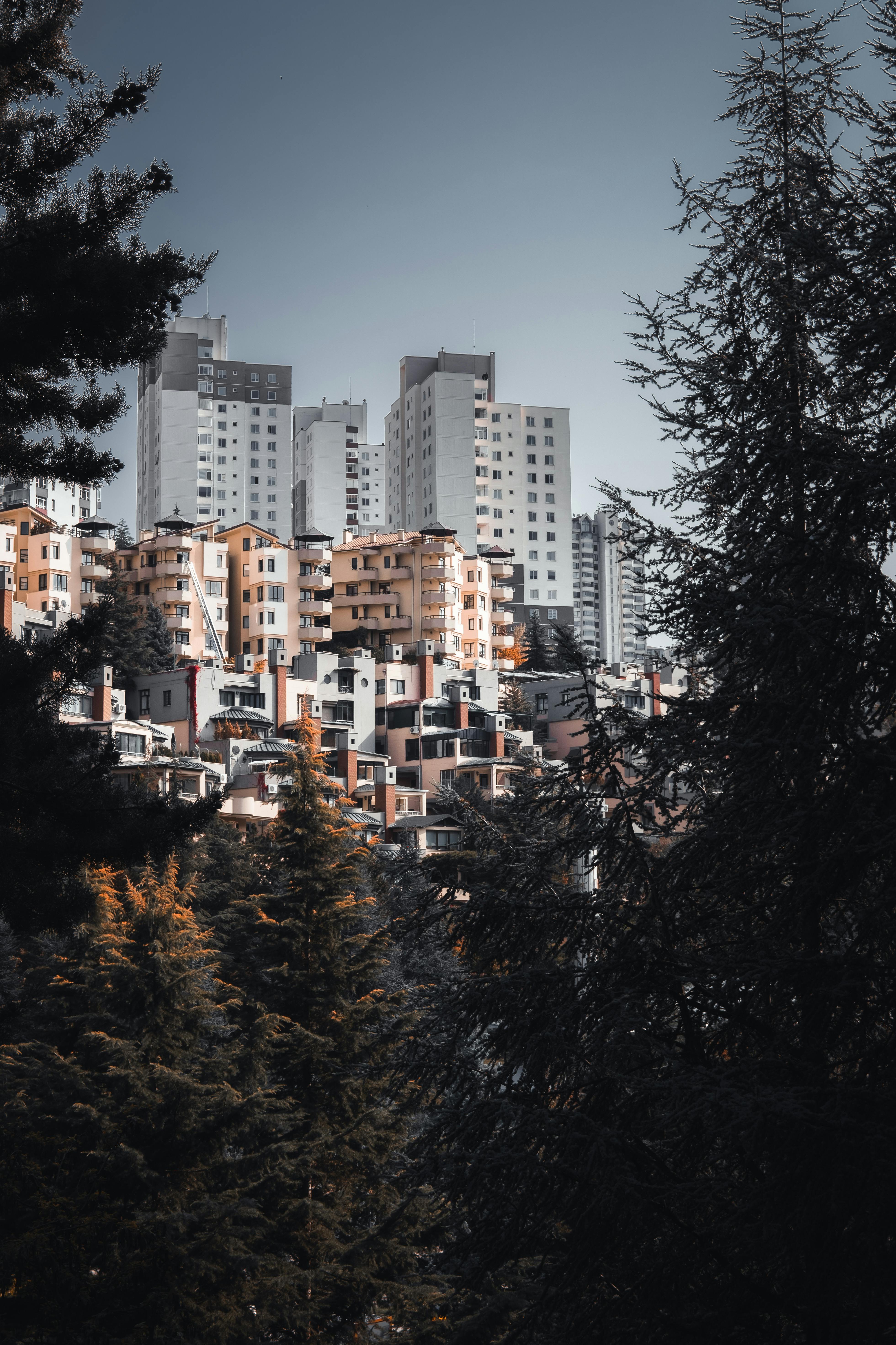 Tall Trees Near Buildings under Blue Sky · Free Stock Photo