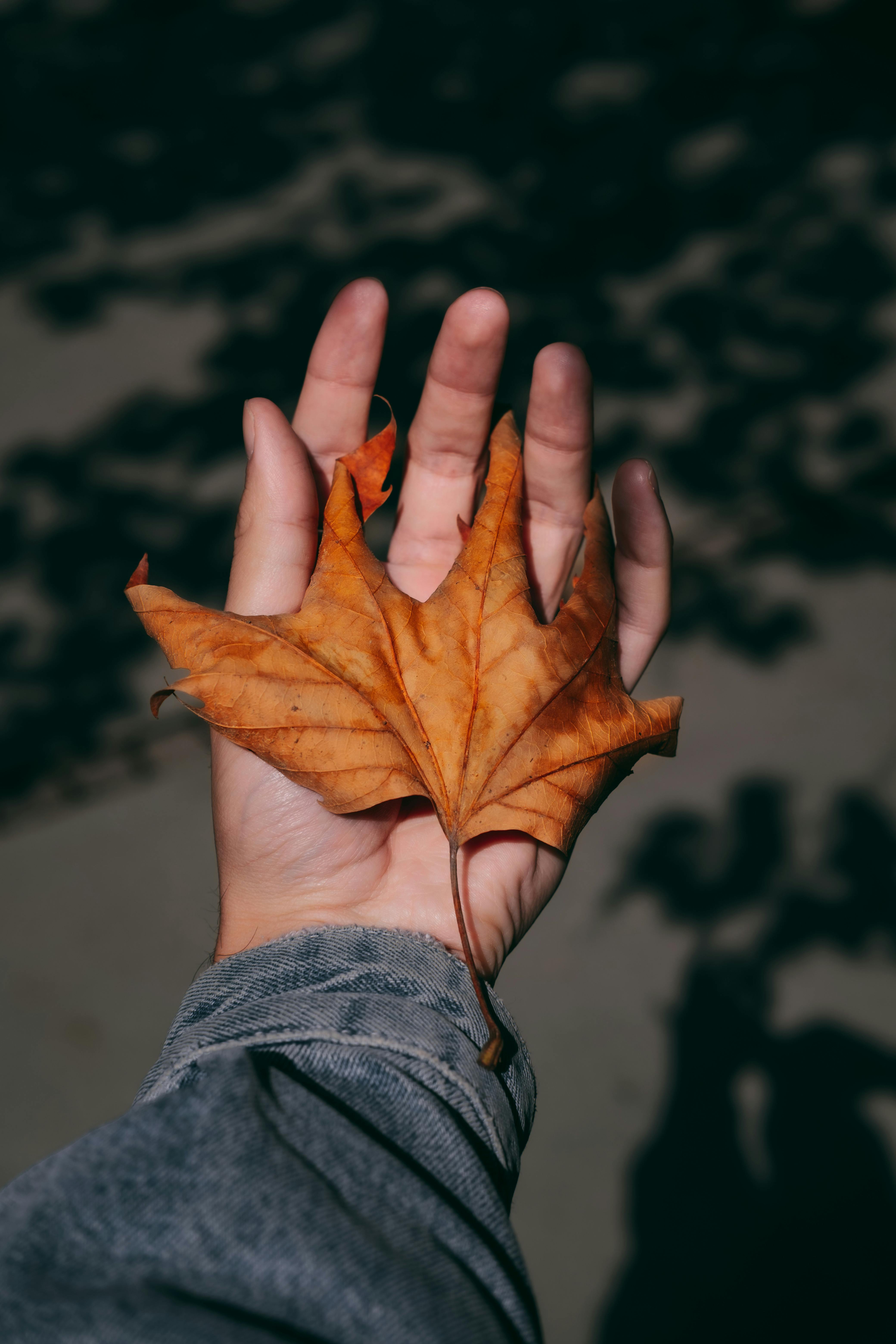 Leef Backgounds Photos, Download Free Leef Backgounds Stock Photos & HD ...