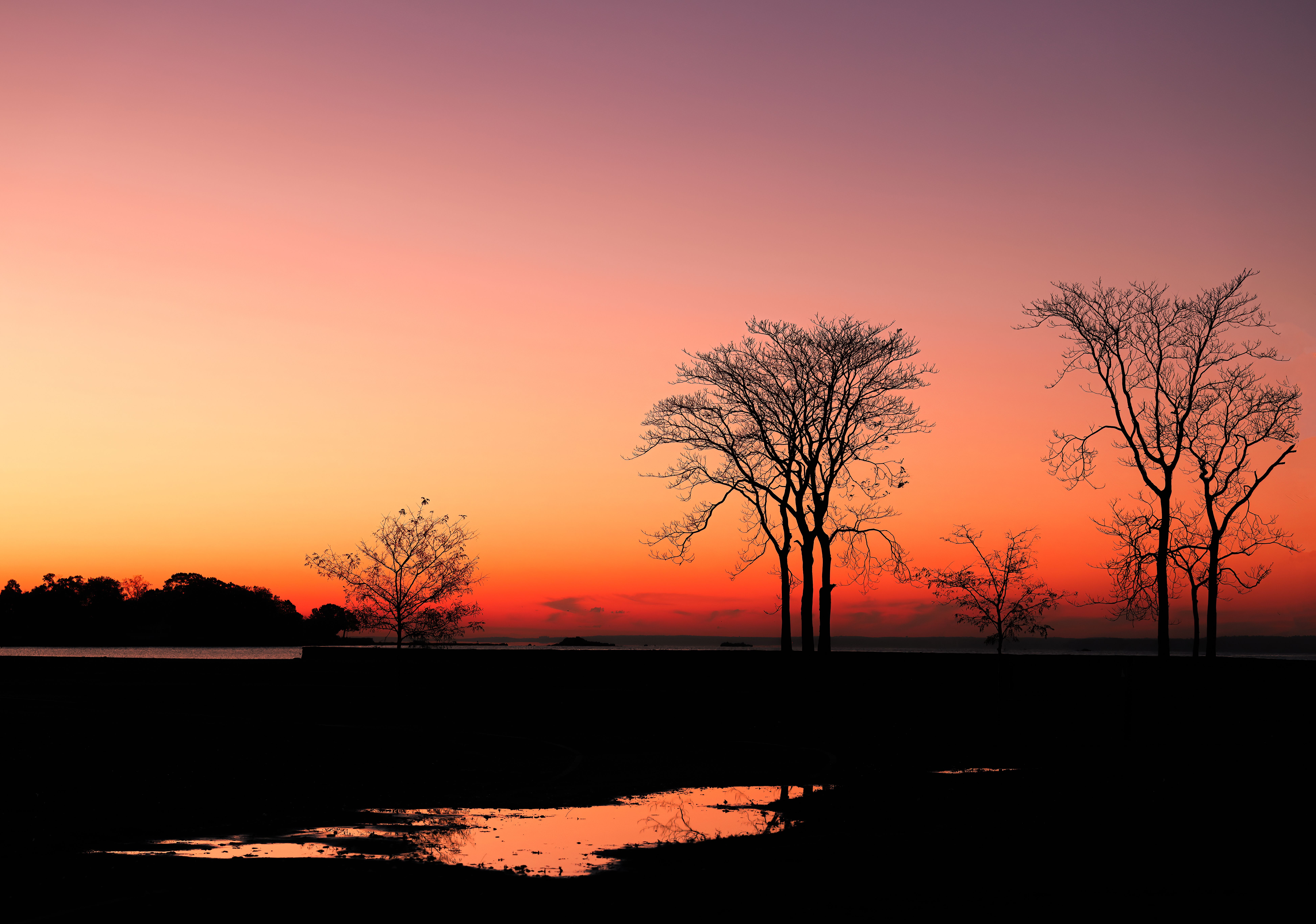 Silhouette of Leafless Trees during Sunset · Free Stock Photo