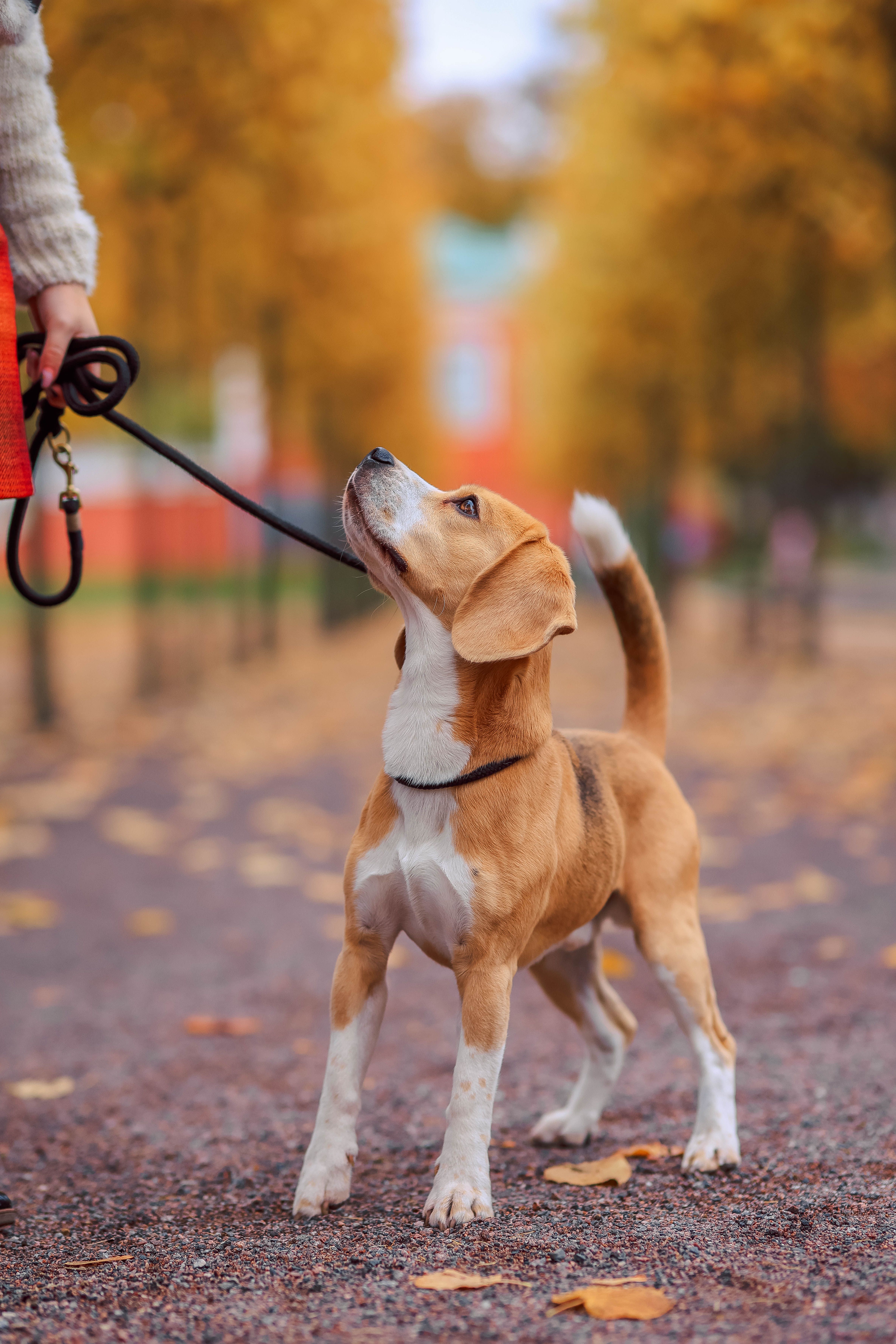 Woman Holding a Beagle Dog · Free Stock Photo