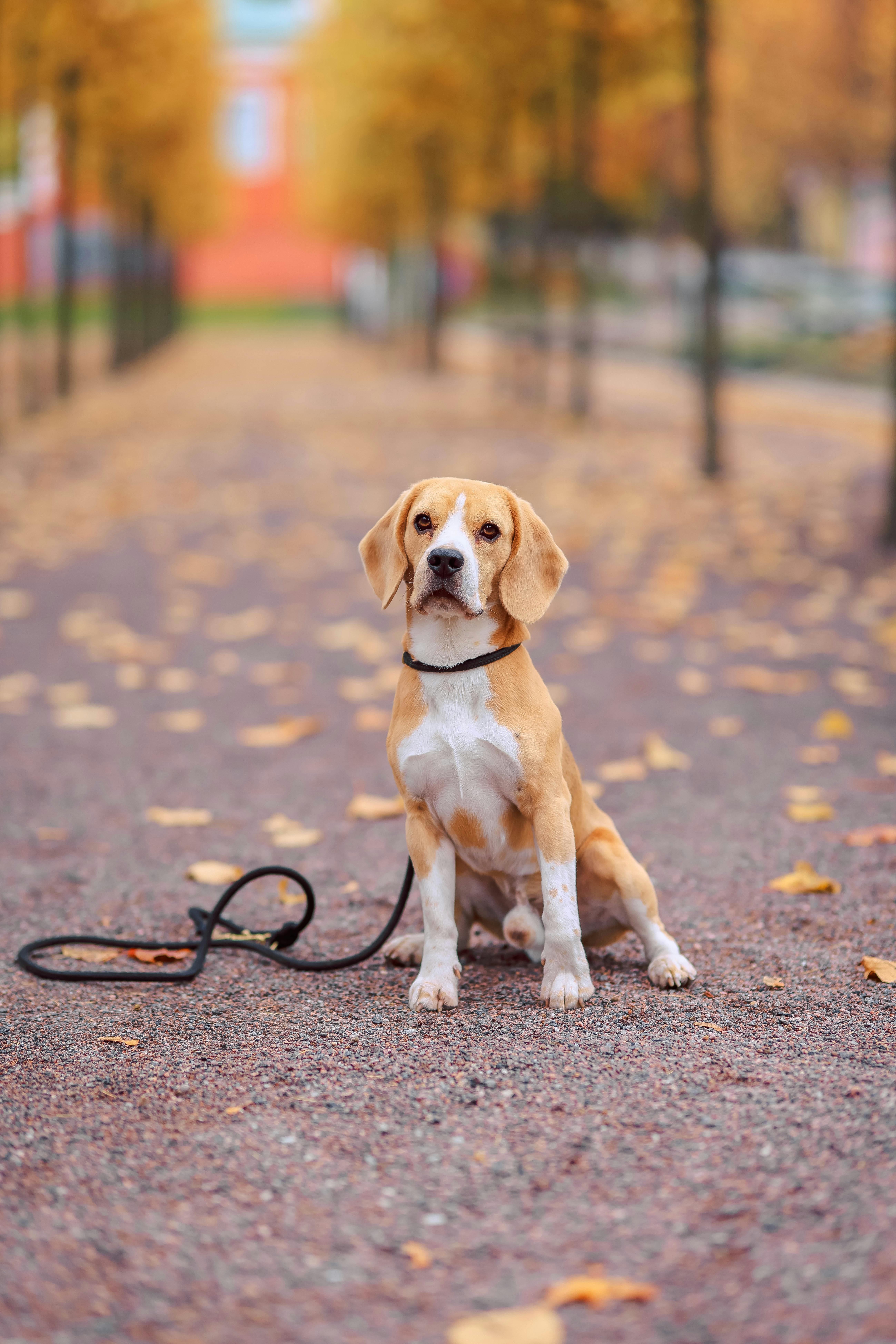 A Dog on a Leash · Free Stock Photo