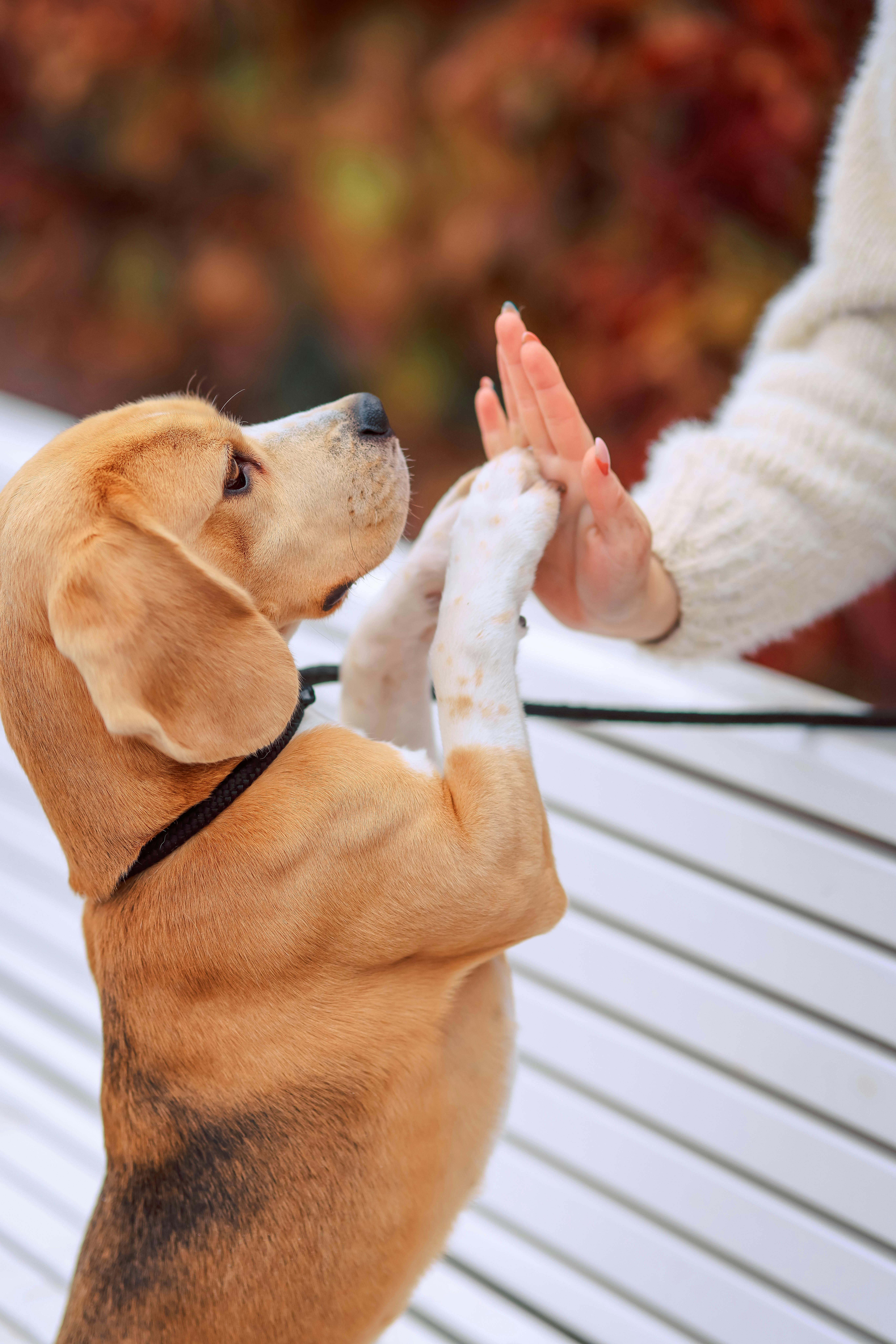 A Puppy Touching a Person's Hand · Free Stock Photo