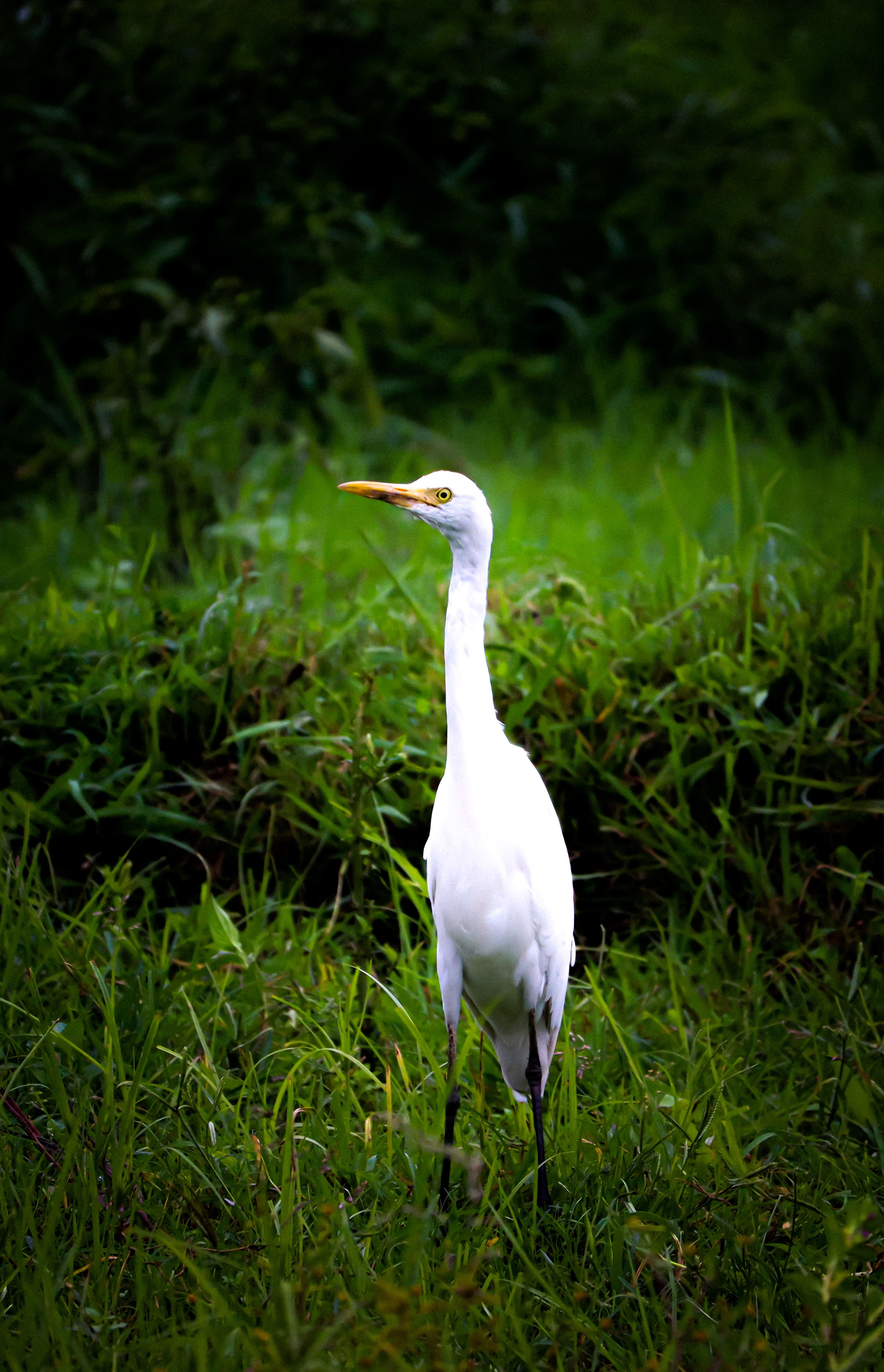 Portrait of Egret Bird · Free Stock Photo