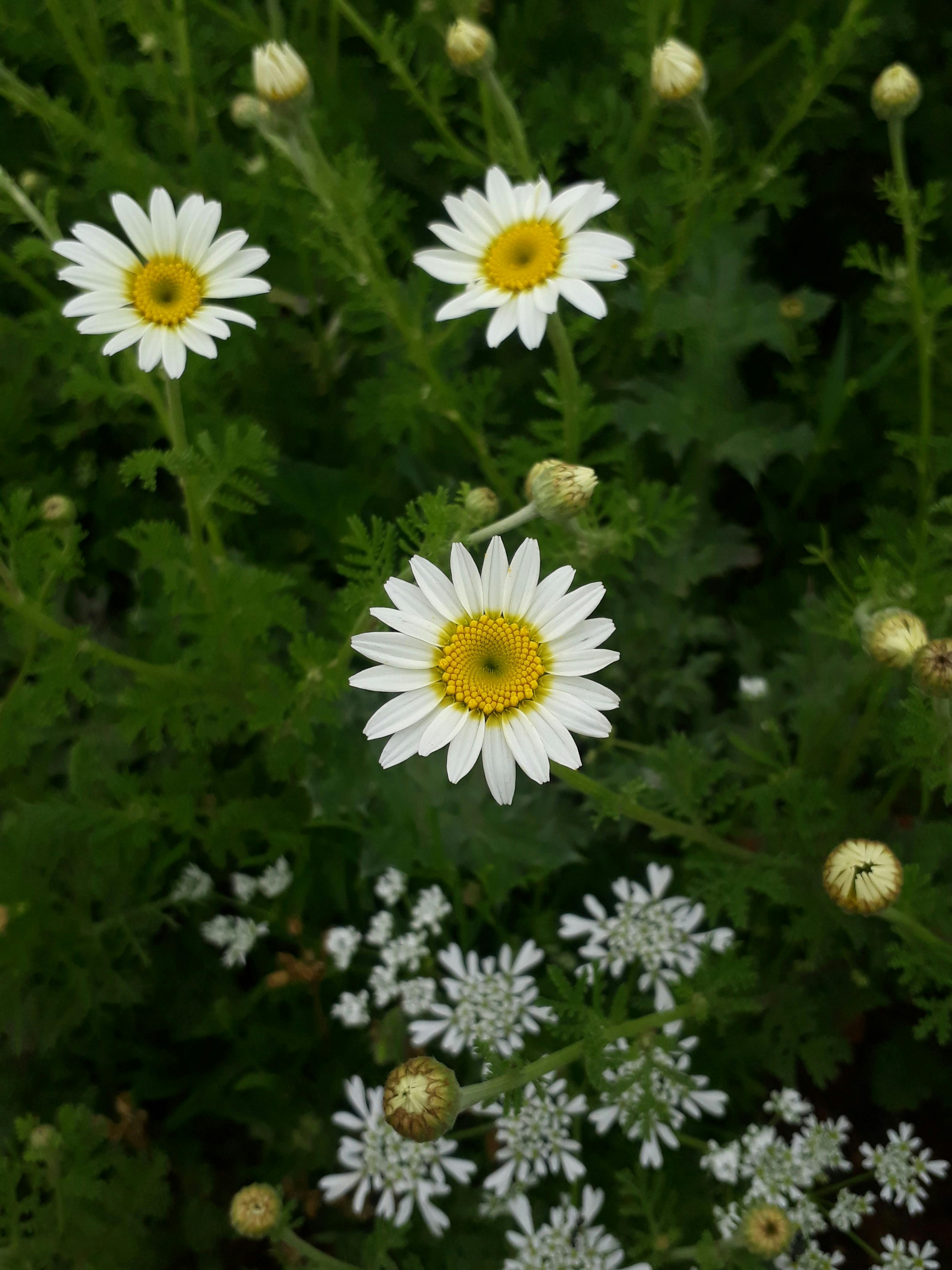 Common Daisies Photos, Download The BEST Free Common Daisies Stock ...