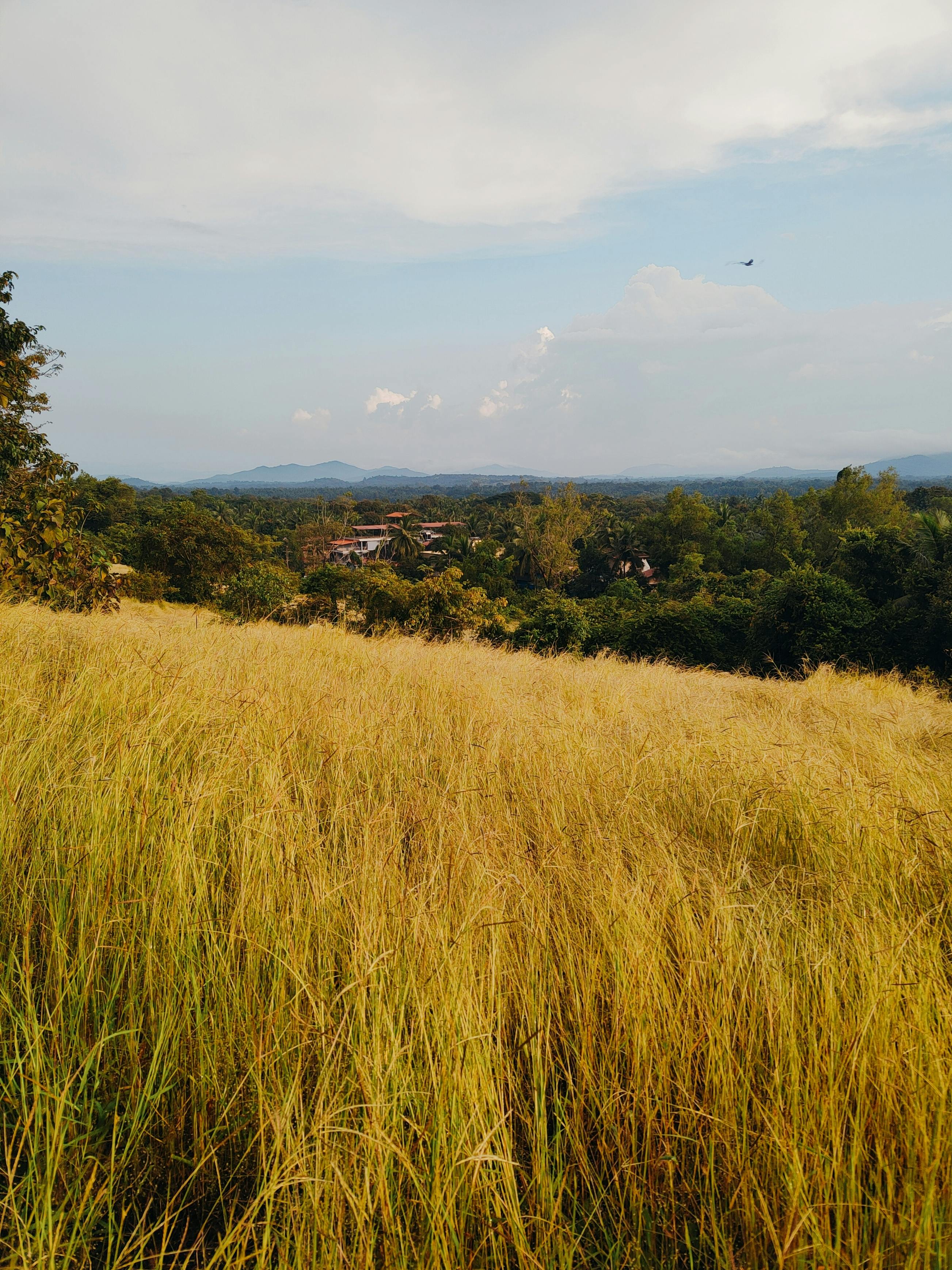 Grasses on Grassland with Forest behind · Free Stock Photo