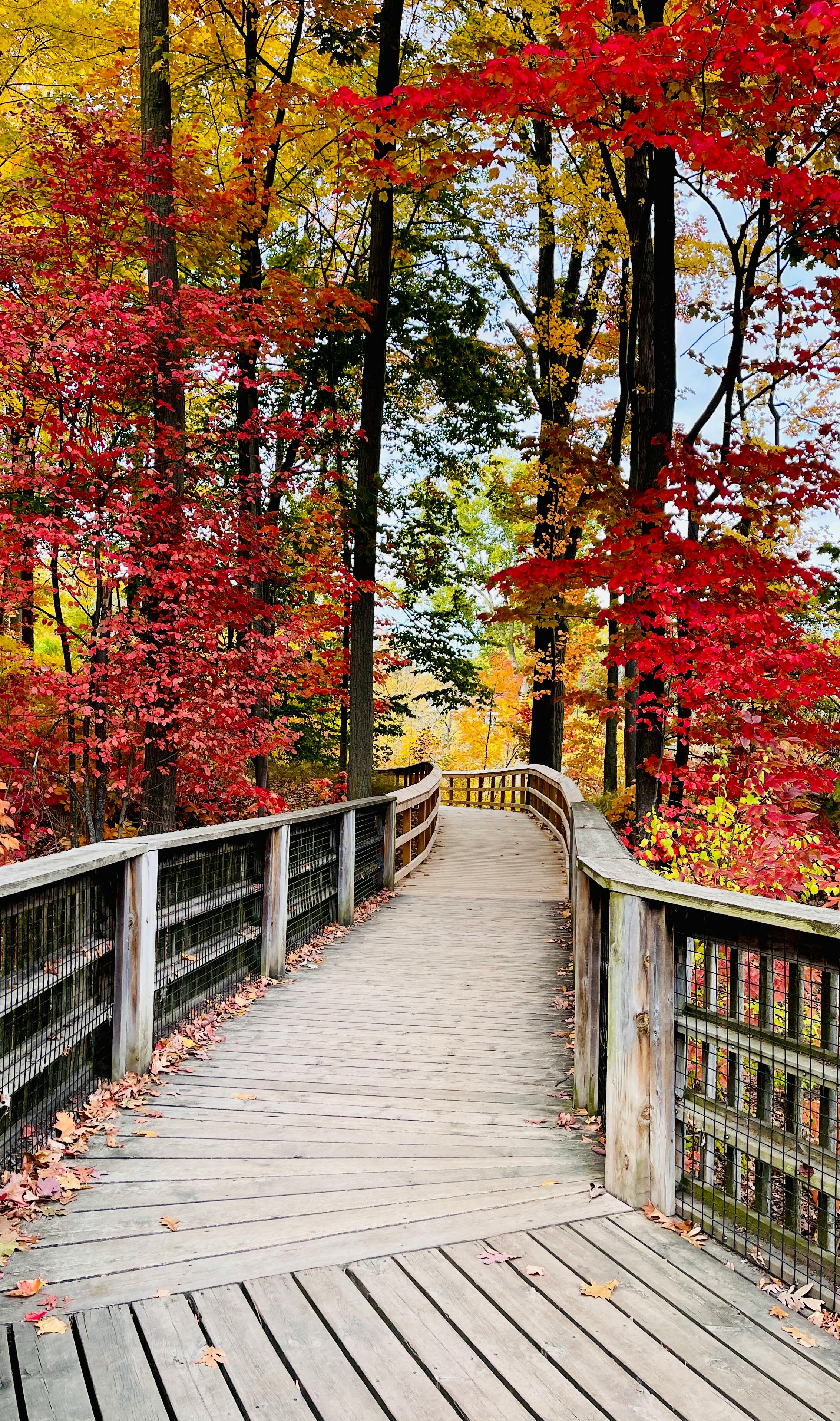 Brown Wooden Bridge Between Trees · Free Stock Photo