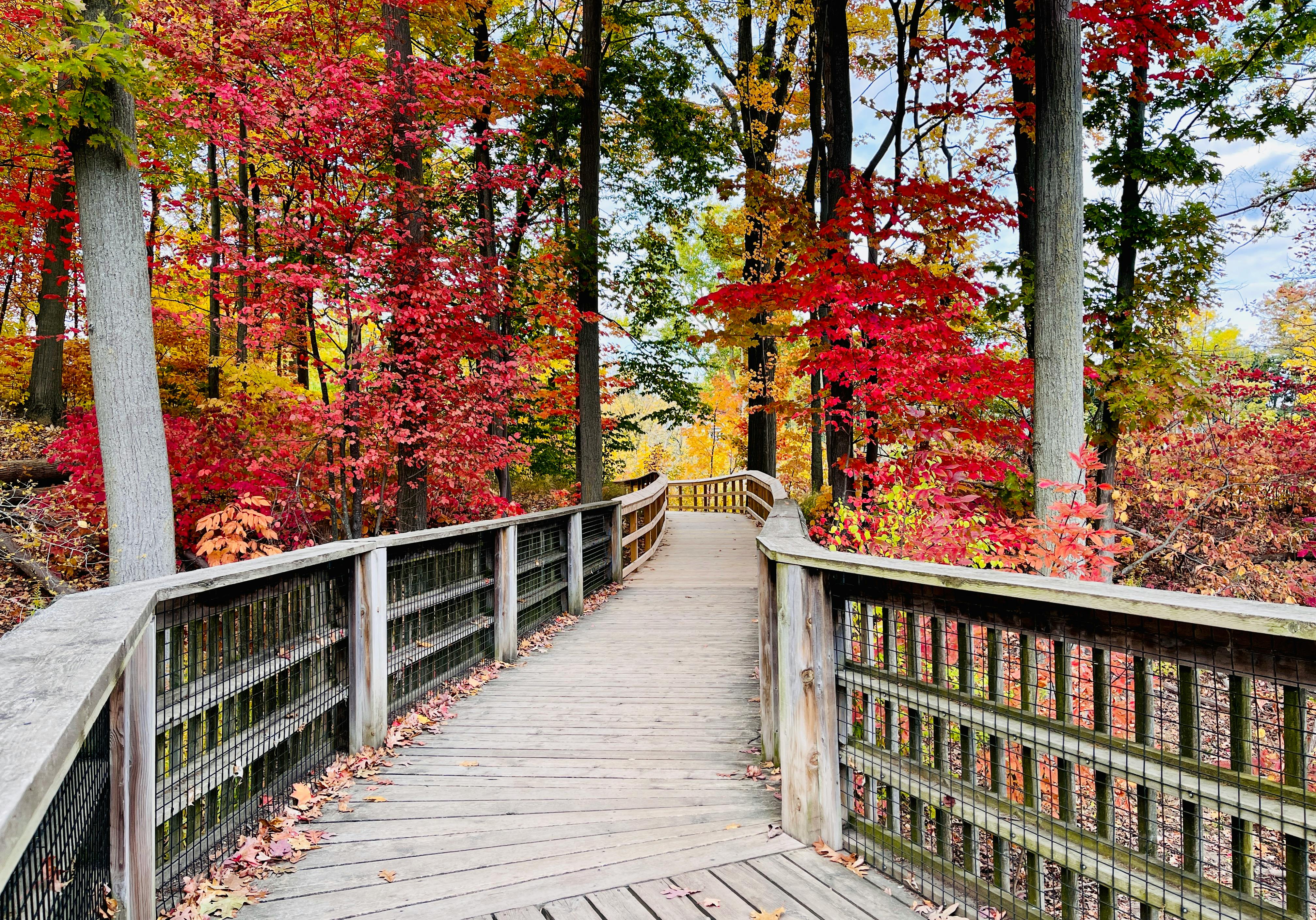 Wooden Bridge in Autumn Forest · Free Stock Photo